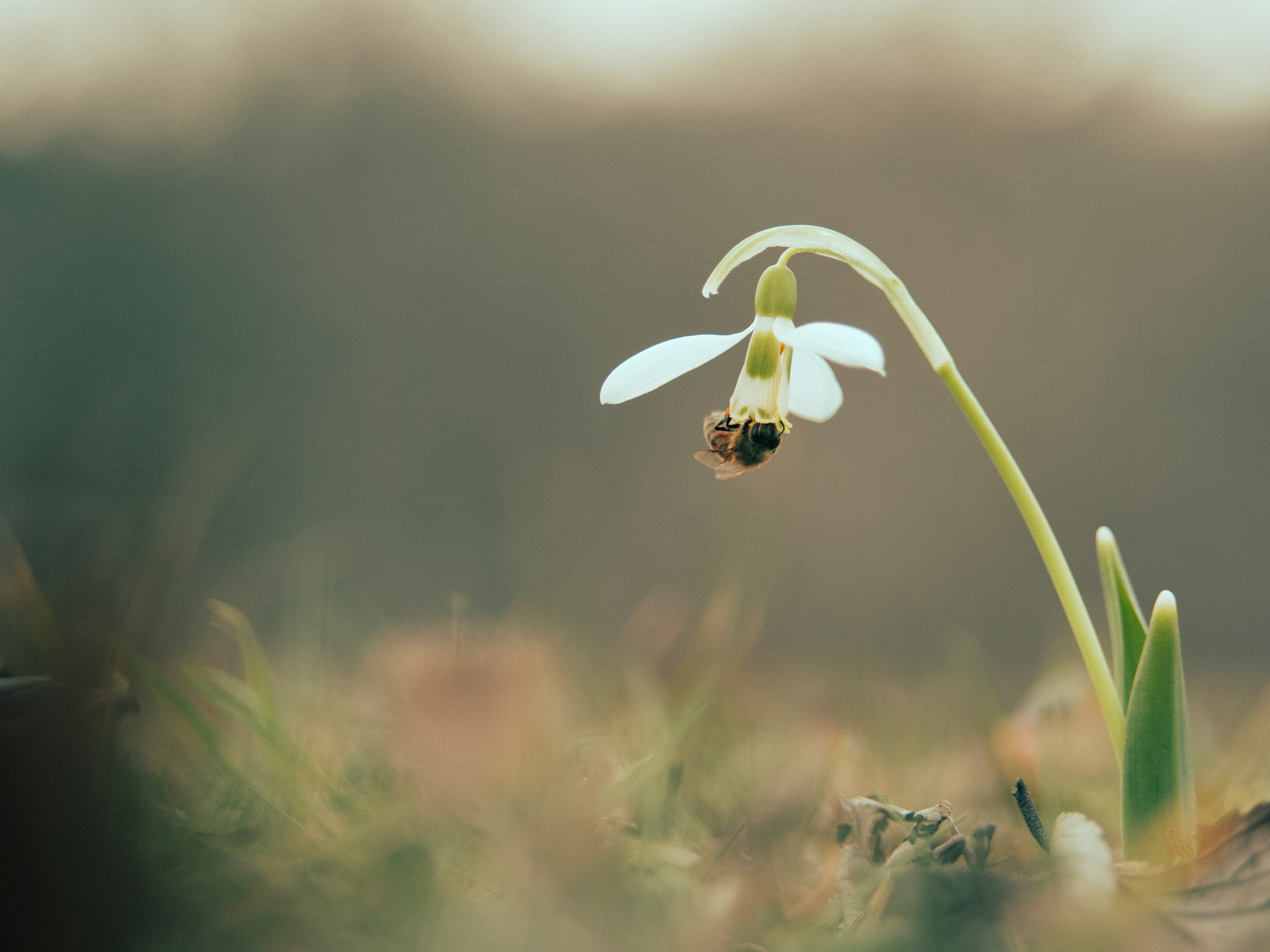 Snowdrop flower with a bee hovering beneath against a blurred natural backdrop.