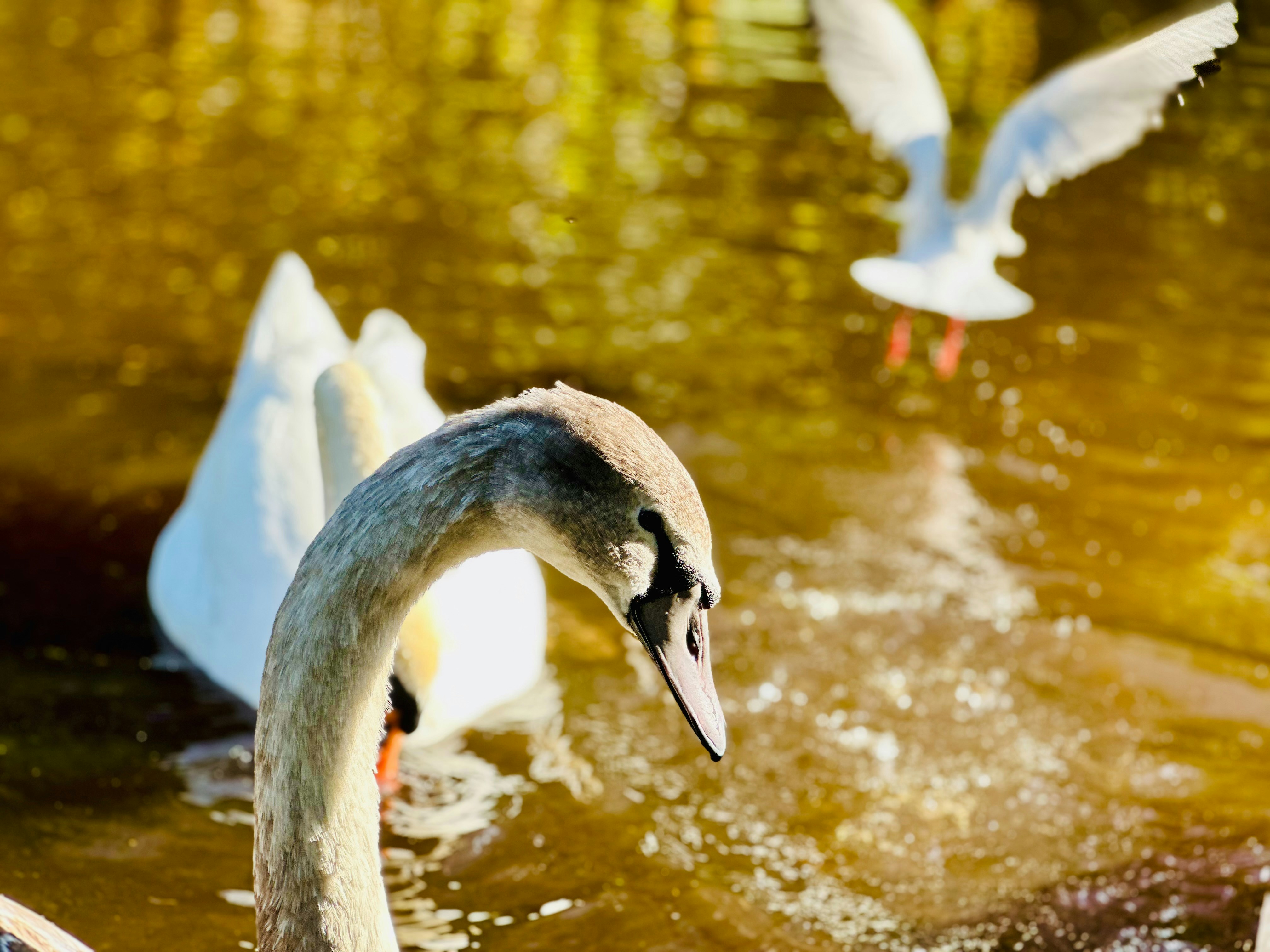 Curved Grace in Amber: A Swan's Portrait on Sunlit Water
