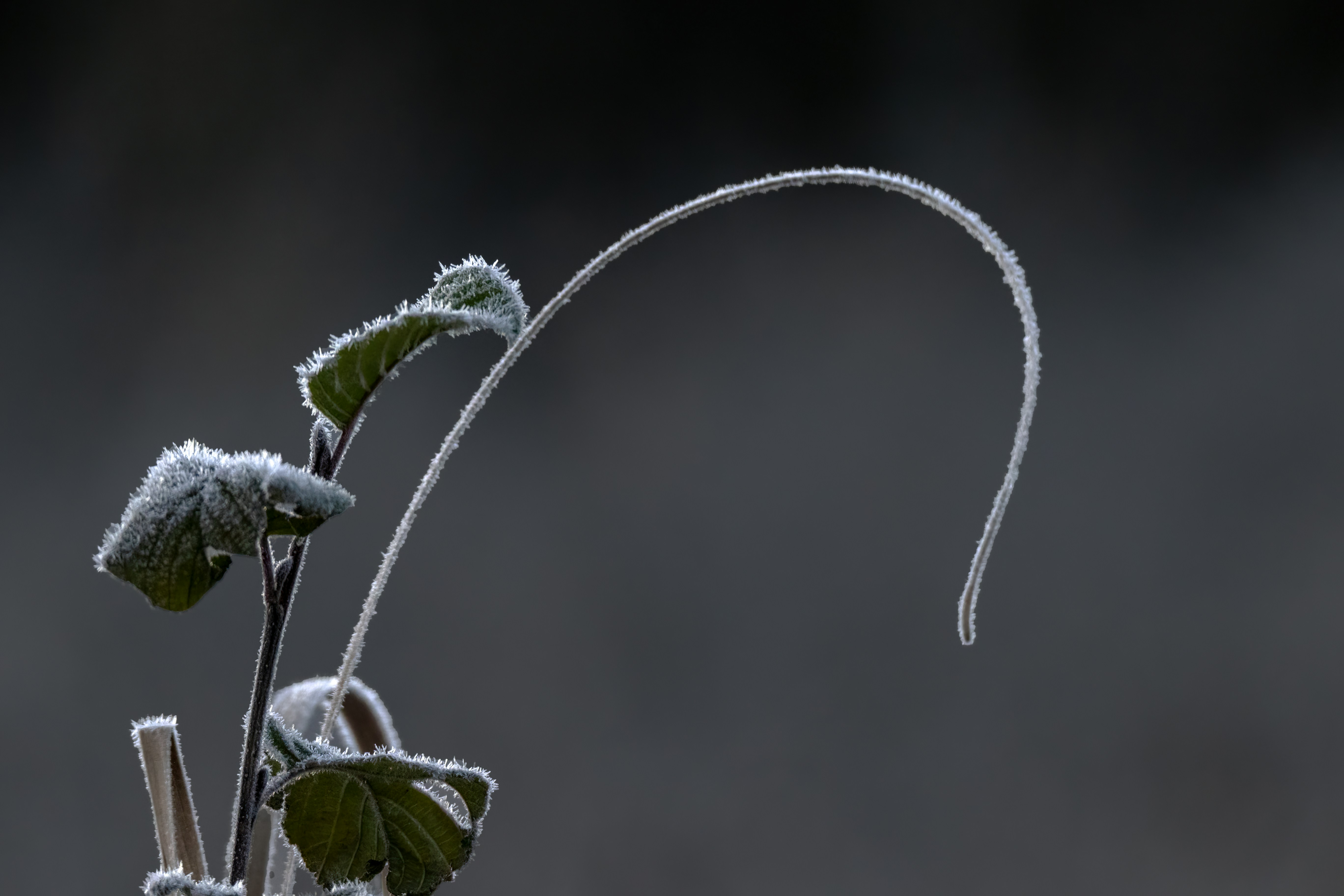 Frosted Tendril: A Quiet Stem in Winter Light