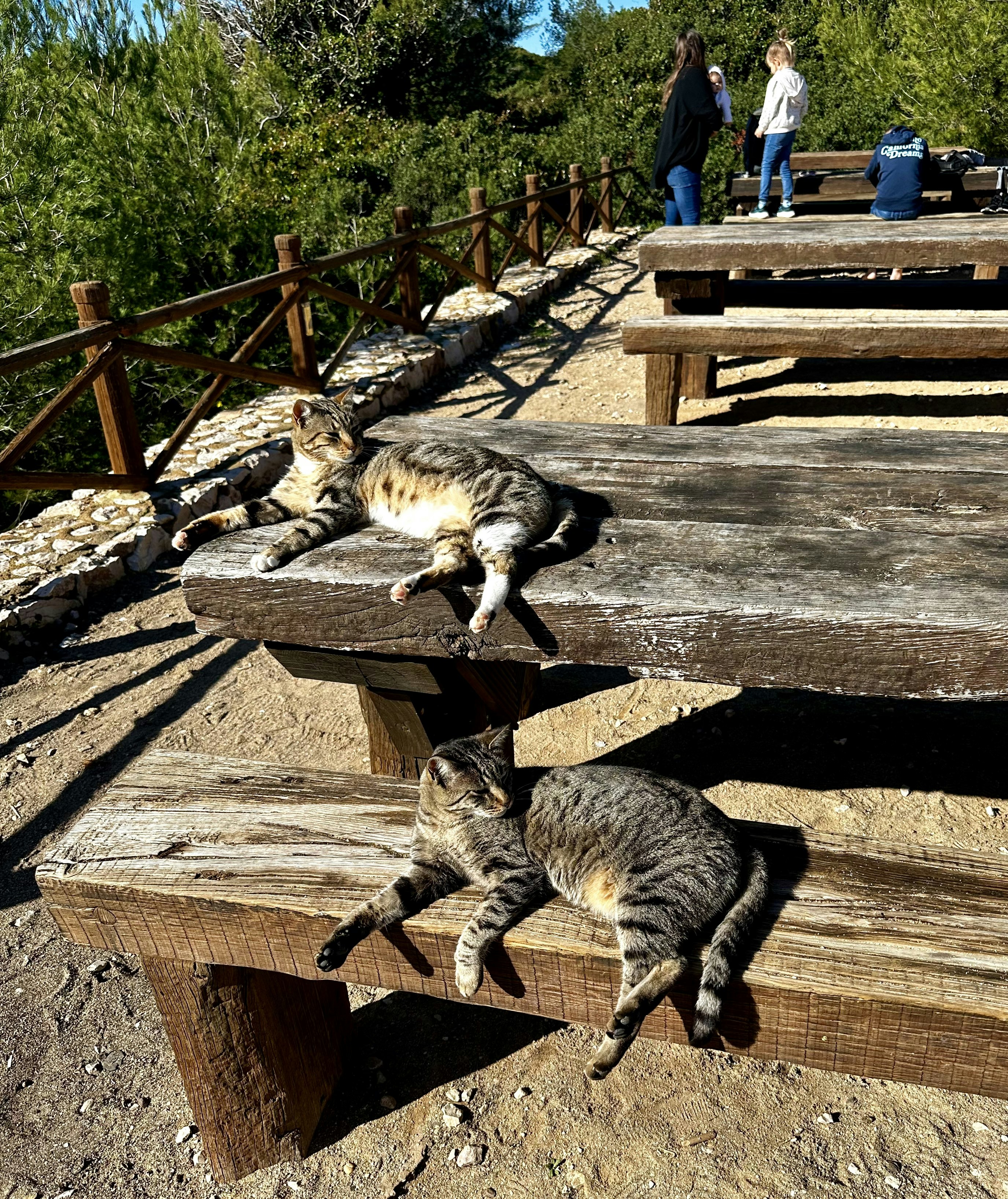 Sunlit Cats on Weathered Benches at a Mountain Lookout