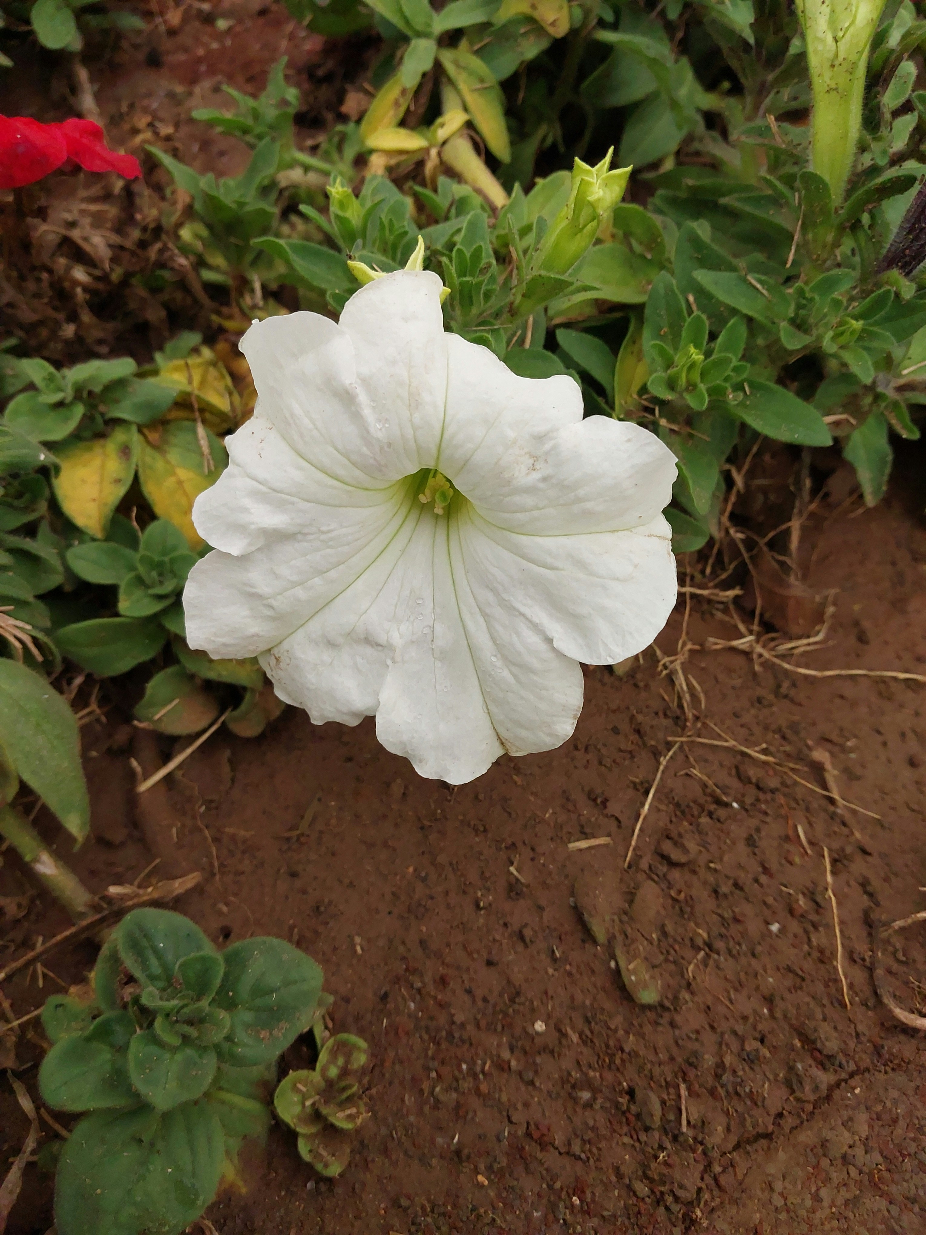 A solitary white petunia blooms above reddish soil, surrounded by green foliage in a garden bed.