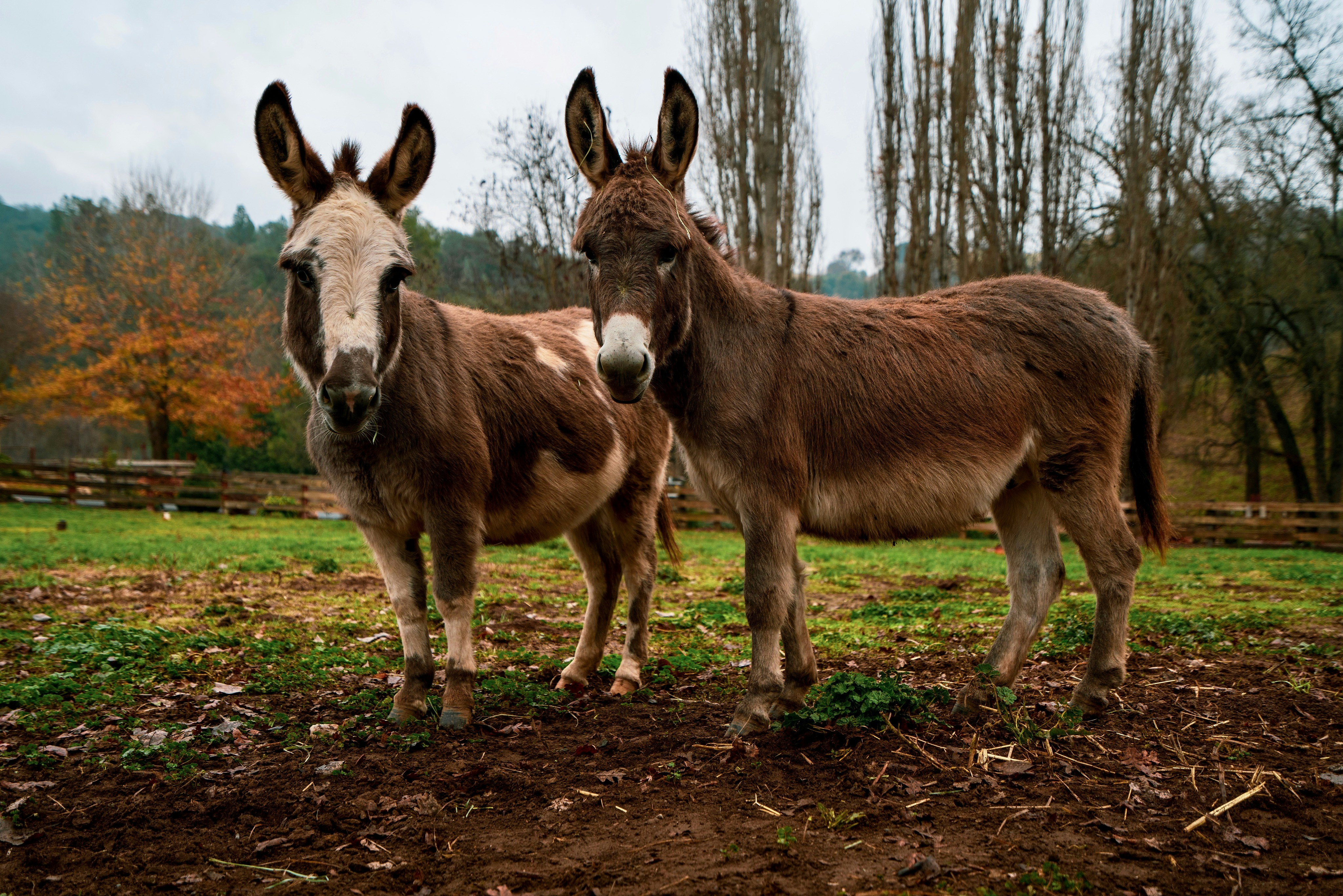 Two donkeys standing in a field with trees in the background photo ...