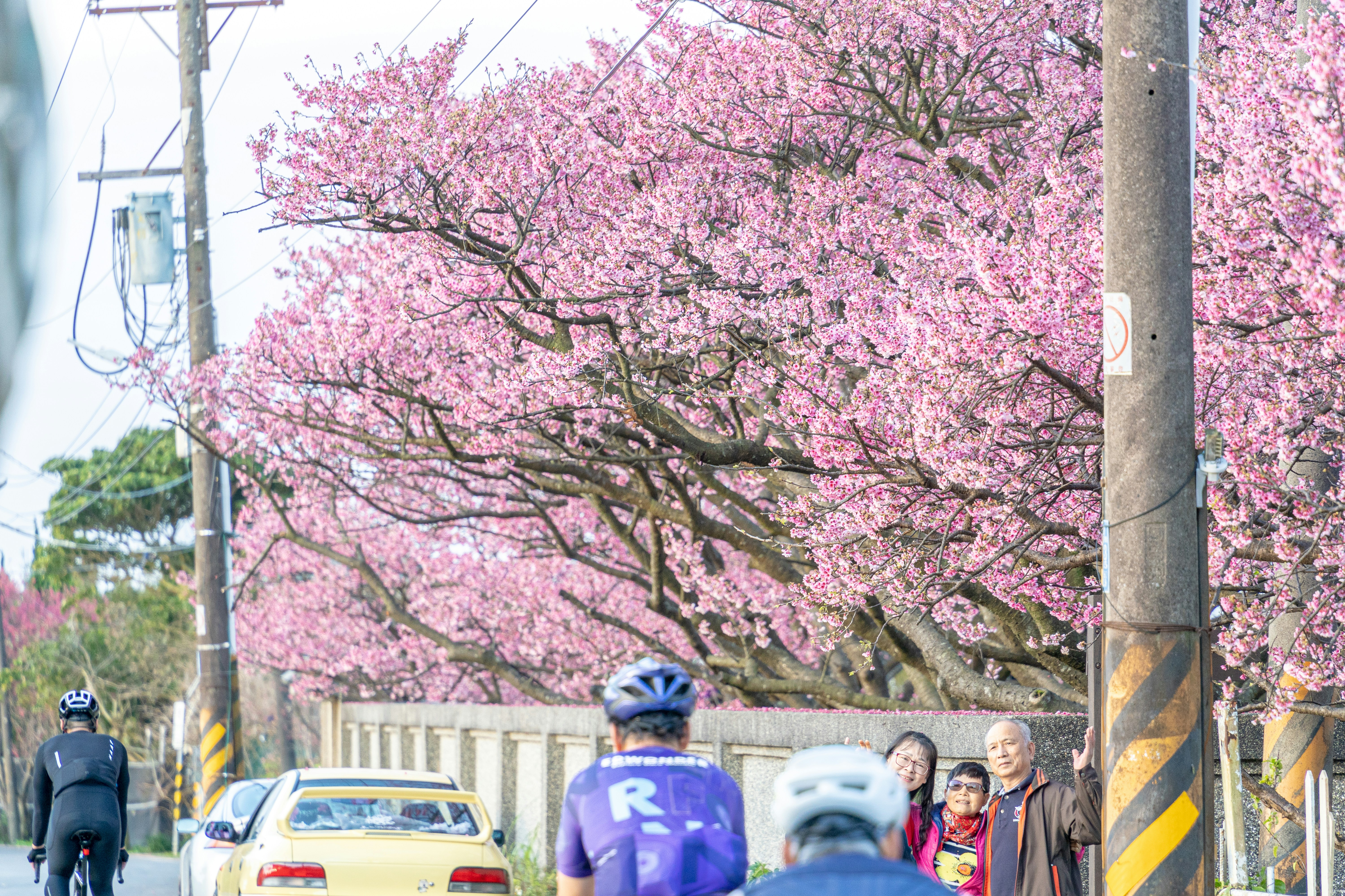 Cherry Blossom Boulevard: A Purple-Jersey Cyclist Under Pink Canopies