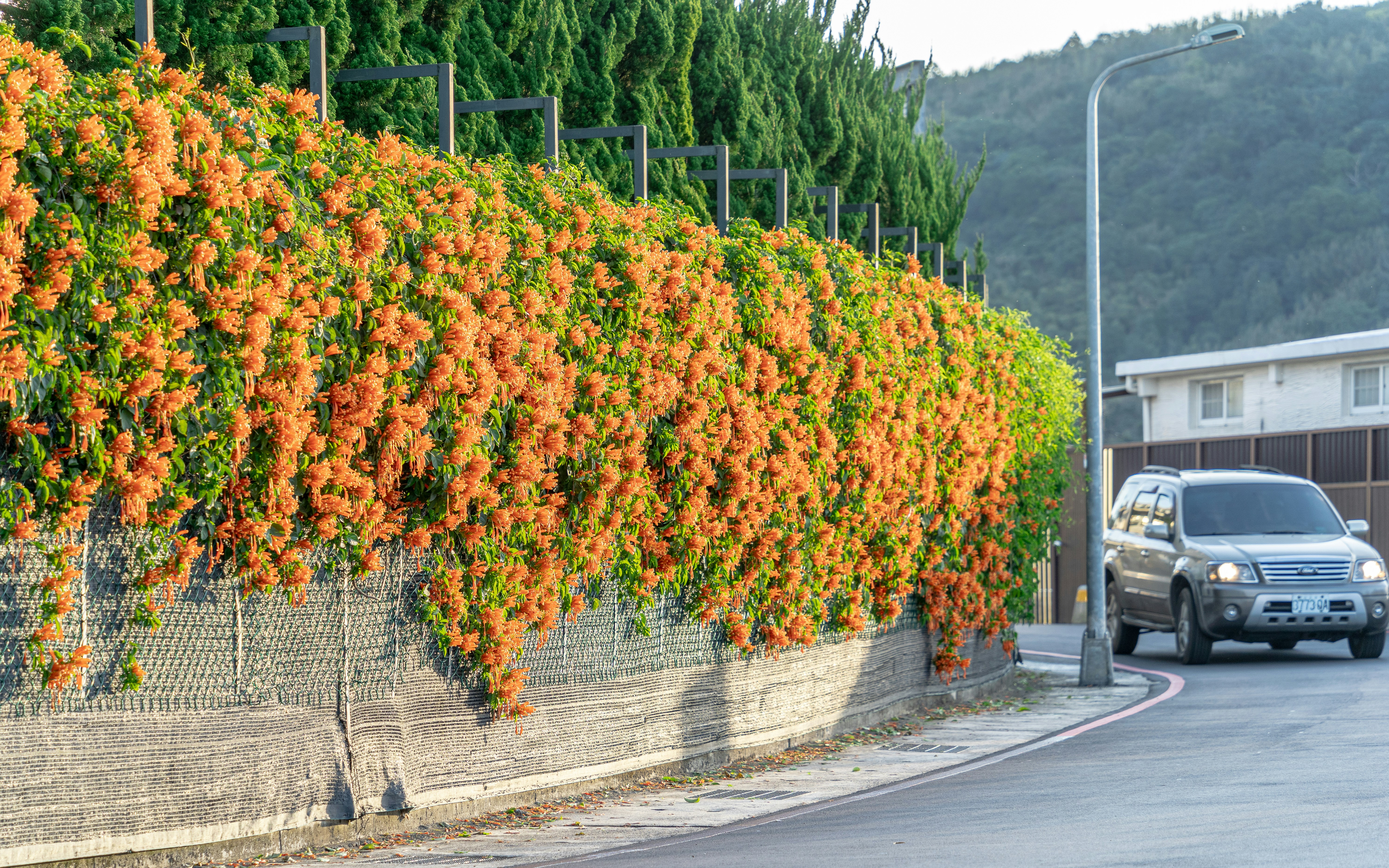 Orange Cascade Along a Walled Street: Blooming Barrier by the Road