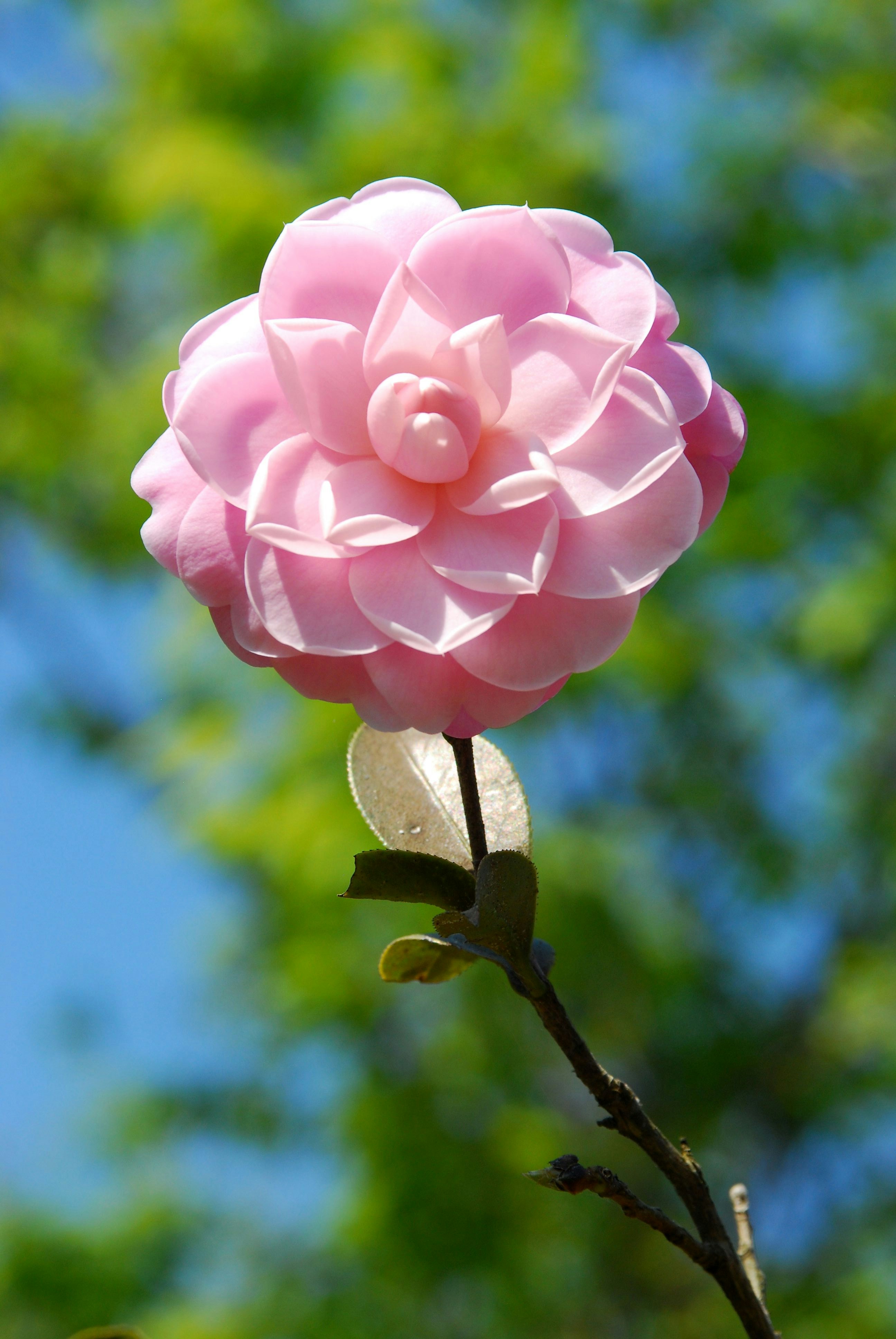 Sunlit Pink Camellia: A Close-Up Bloom Against a Blur of Spring