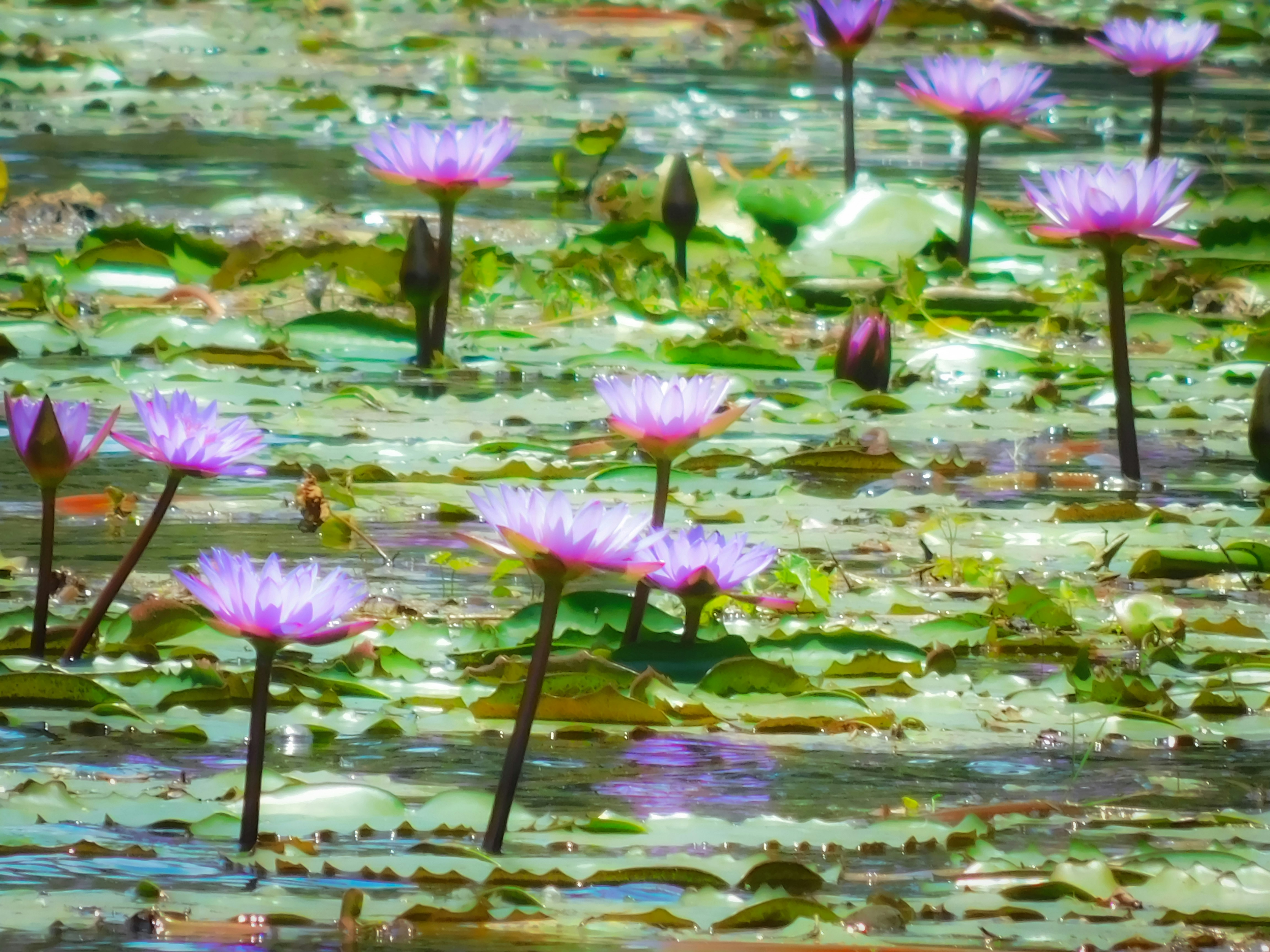 Vibrant purple water lilies rise gracefully above a lush green pond, surrounded by floating leaves and gentle reflections.