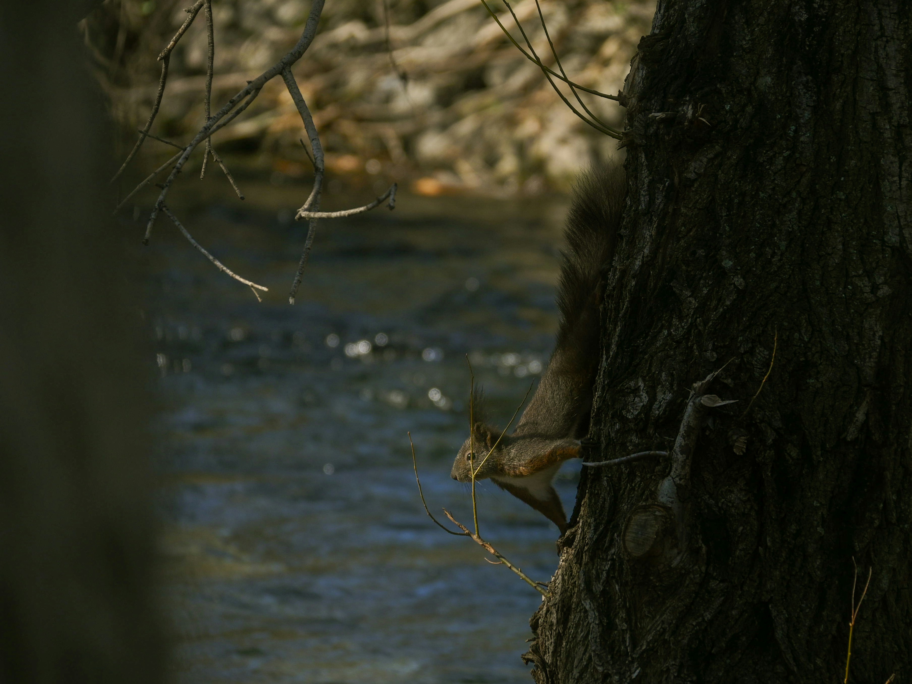 Rivulet's Edge: moss-draped trunk frames a quiet forest stream