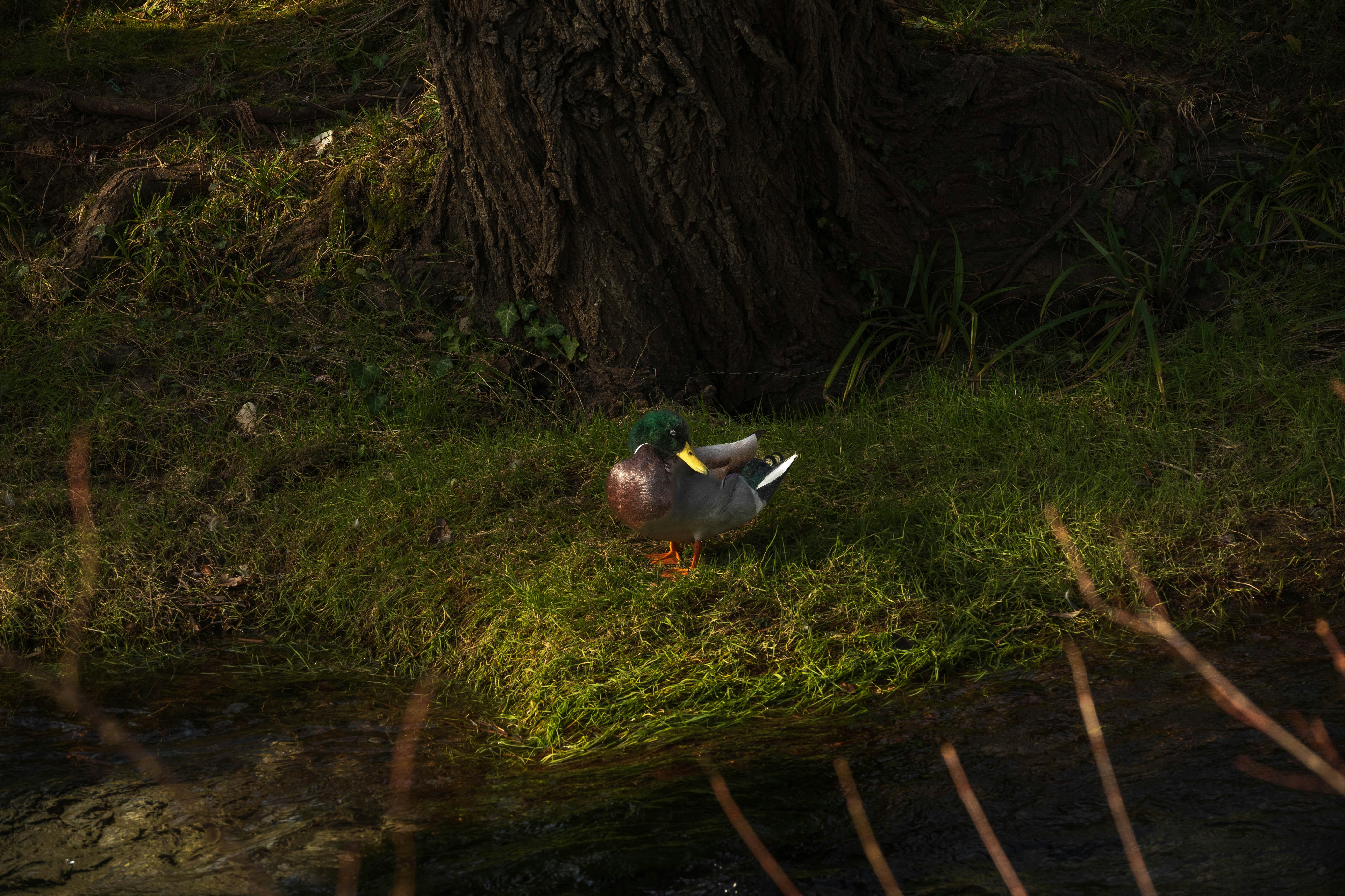 Mallard at the Mossy Riverbank: Quiet Light by the Water