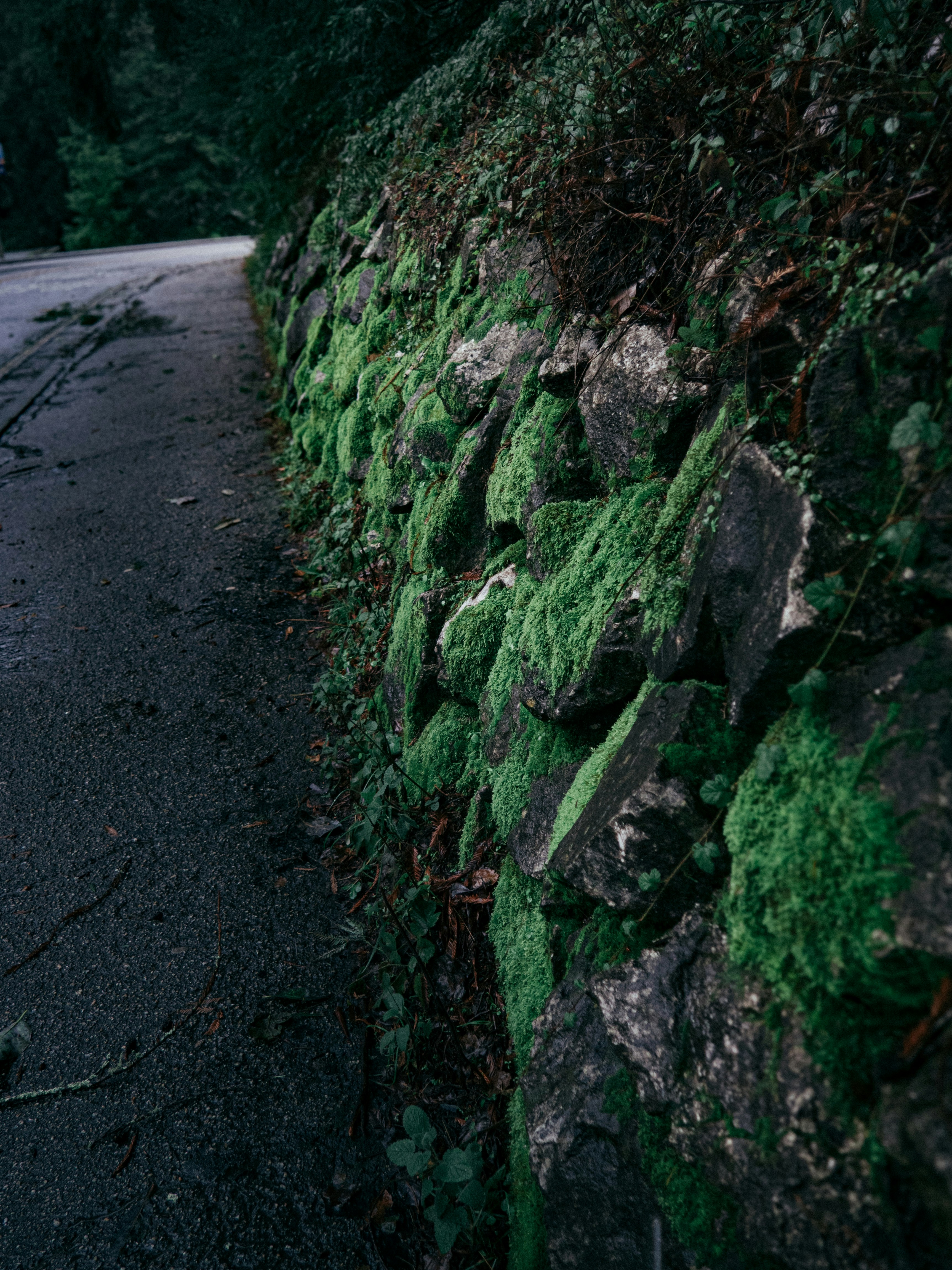 Emerald Veins on a Moss-Cloaked Wall by a Quiet Road