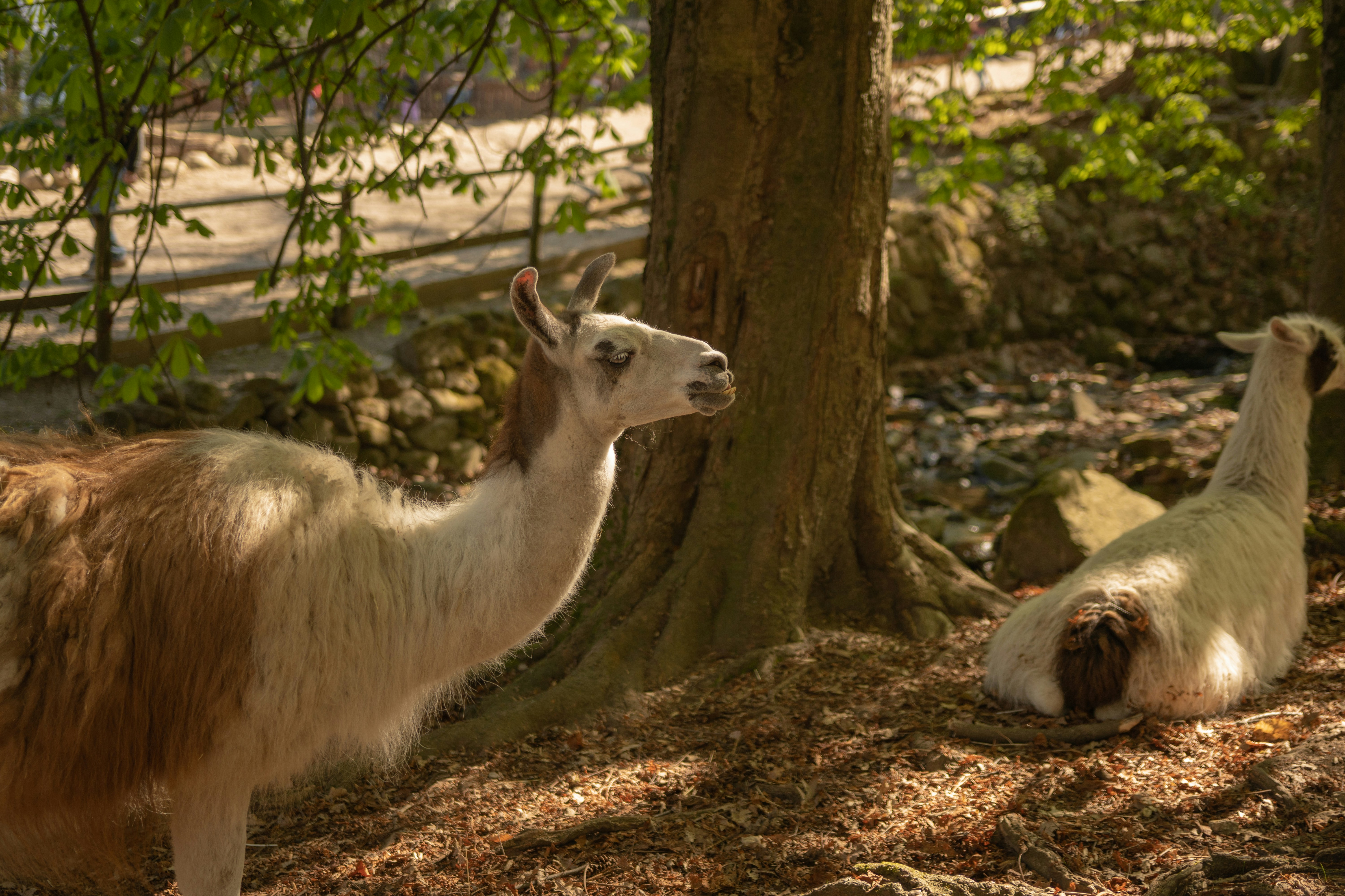 Two llamas resting near a tree in a sunlit forest setting.