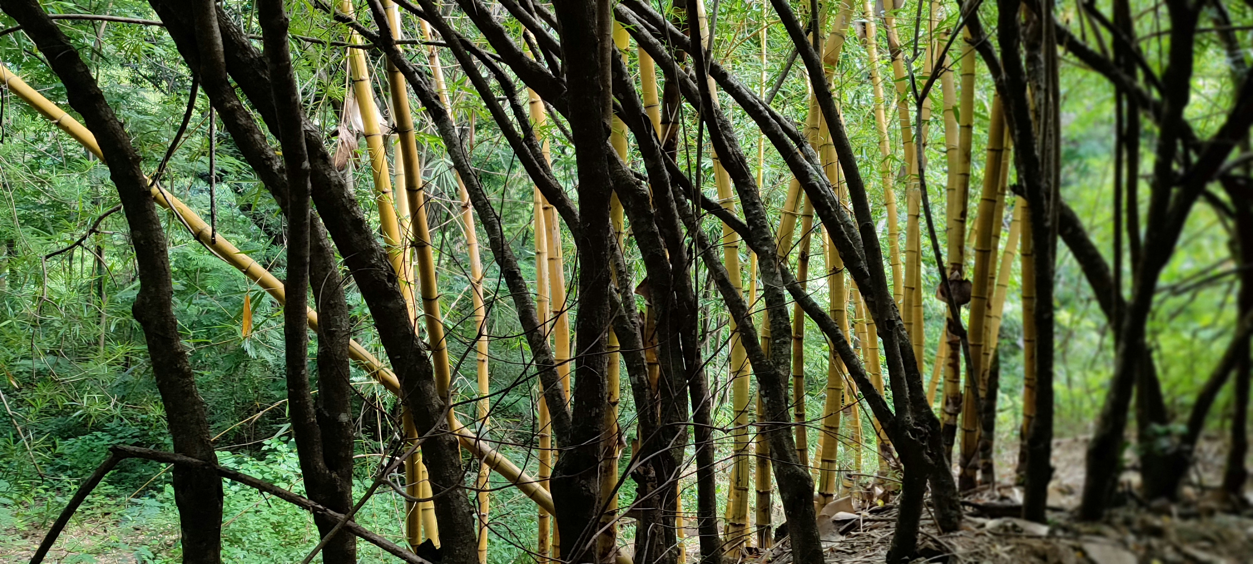 Bamboo Alley: Quiet Light Through a Forest of Stalks