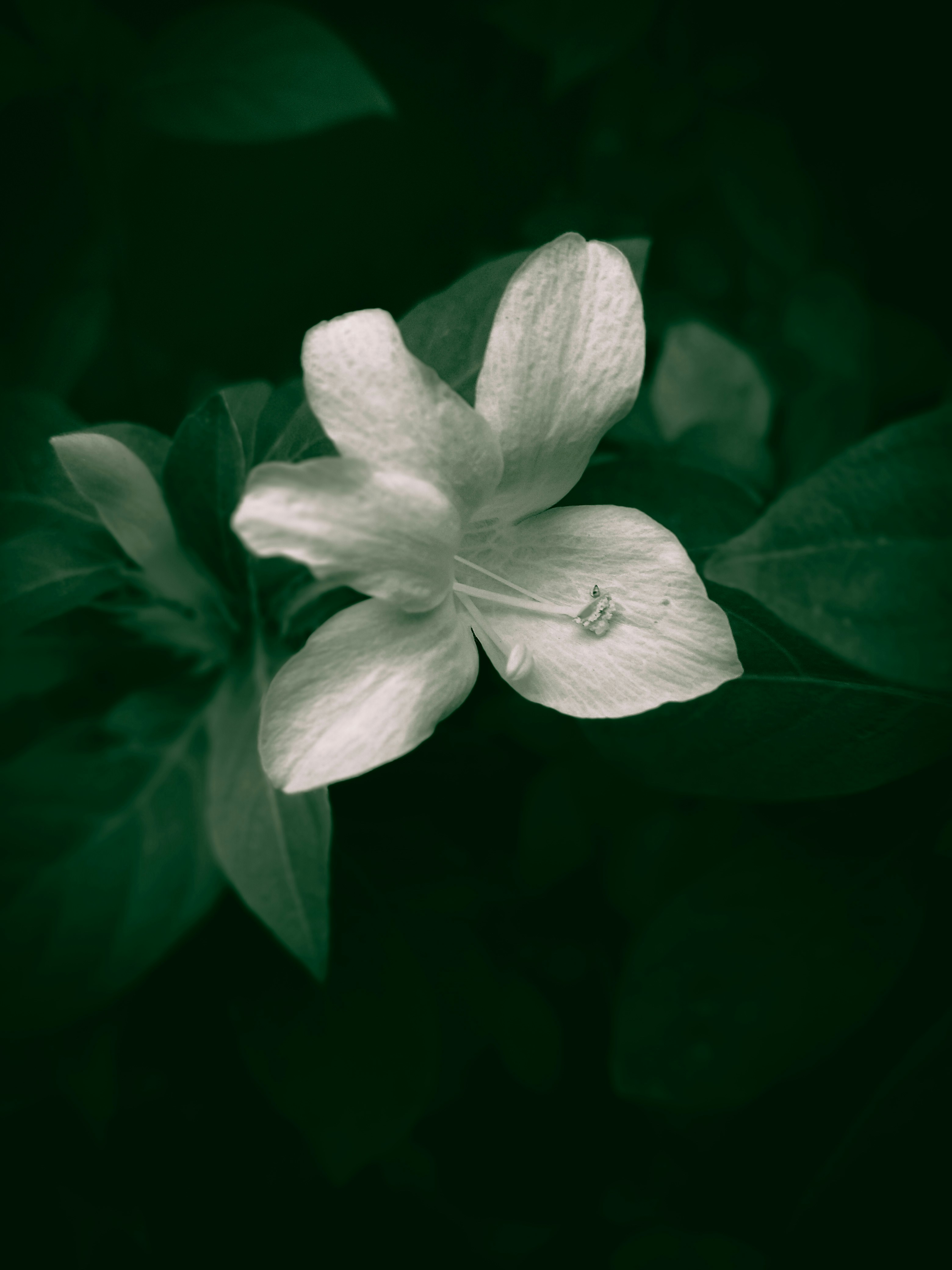 Close-up of a pale flower set against deep green leaves, rendered with a strong emerald color cast.