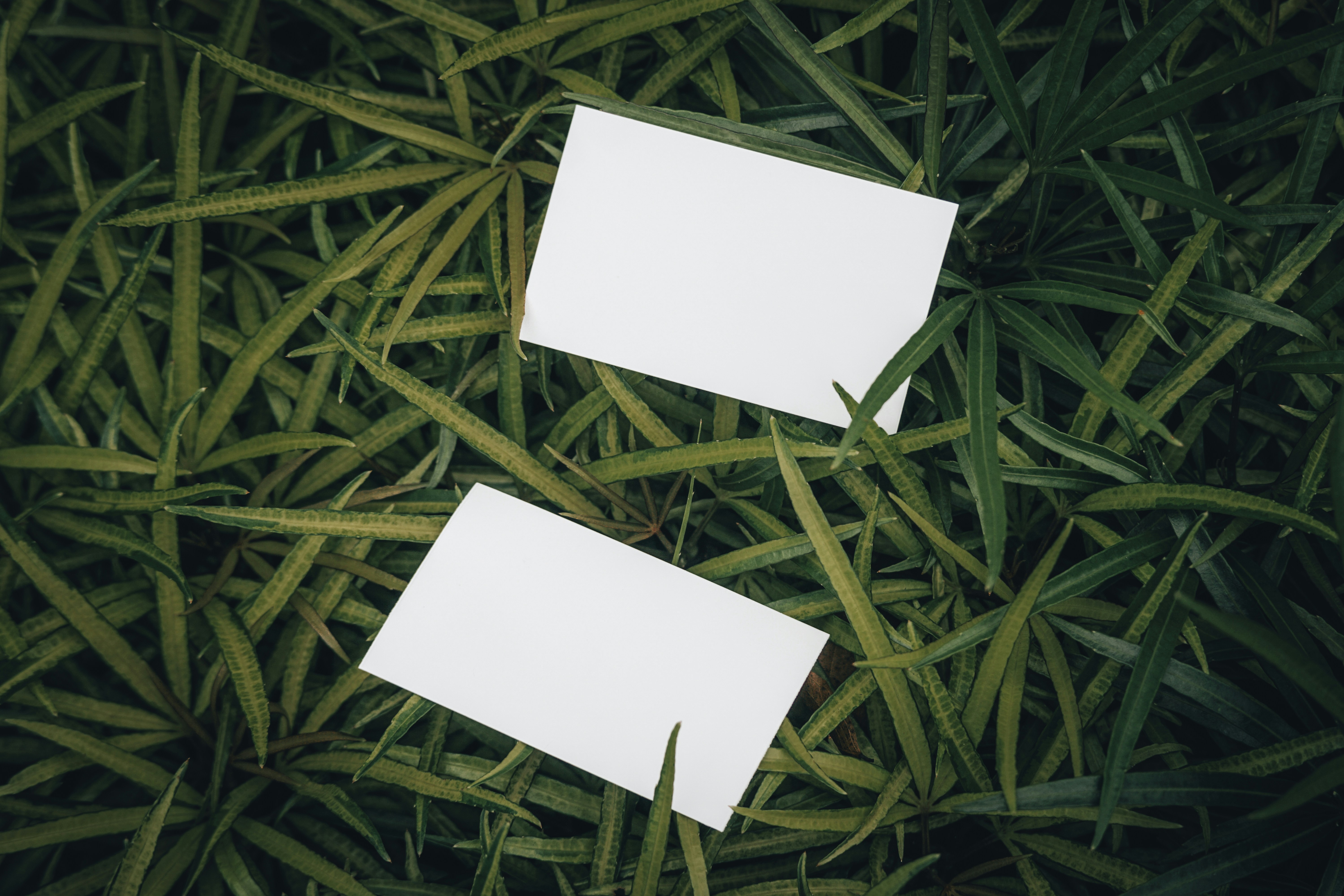 Two white paper cards sitting on top of green grass photo – Free ...