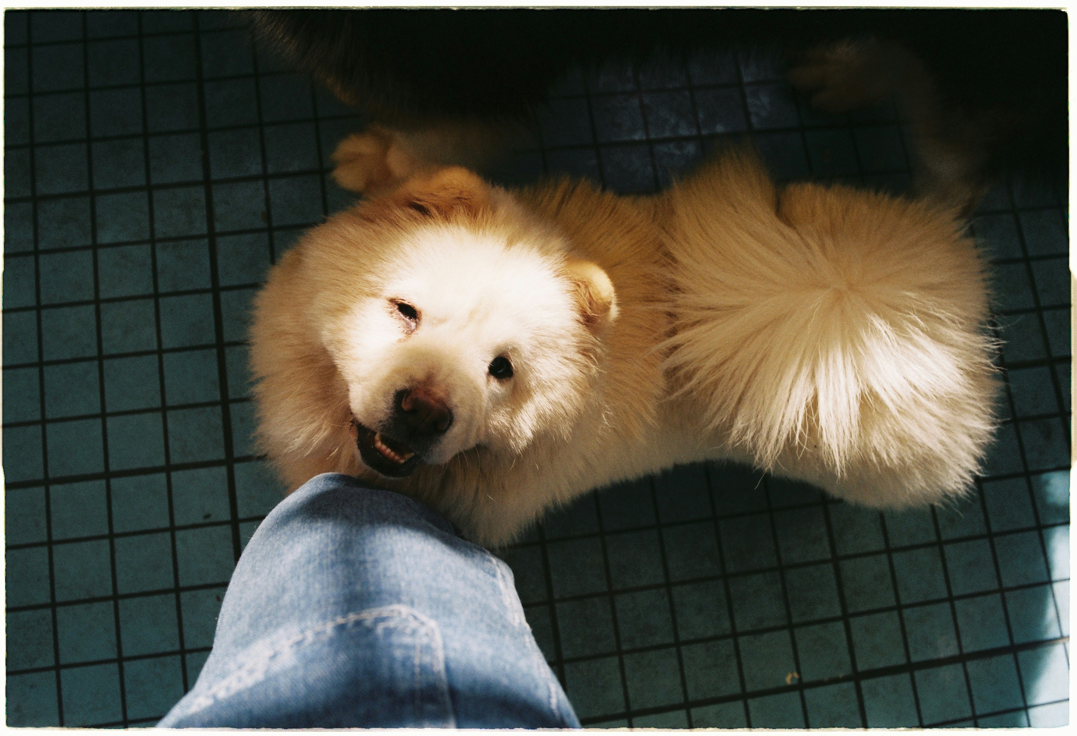 Upward Gaze on a Tile Grid: A Fluffy Pup Portrait