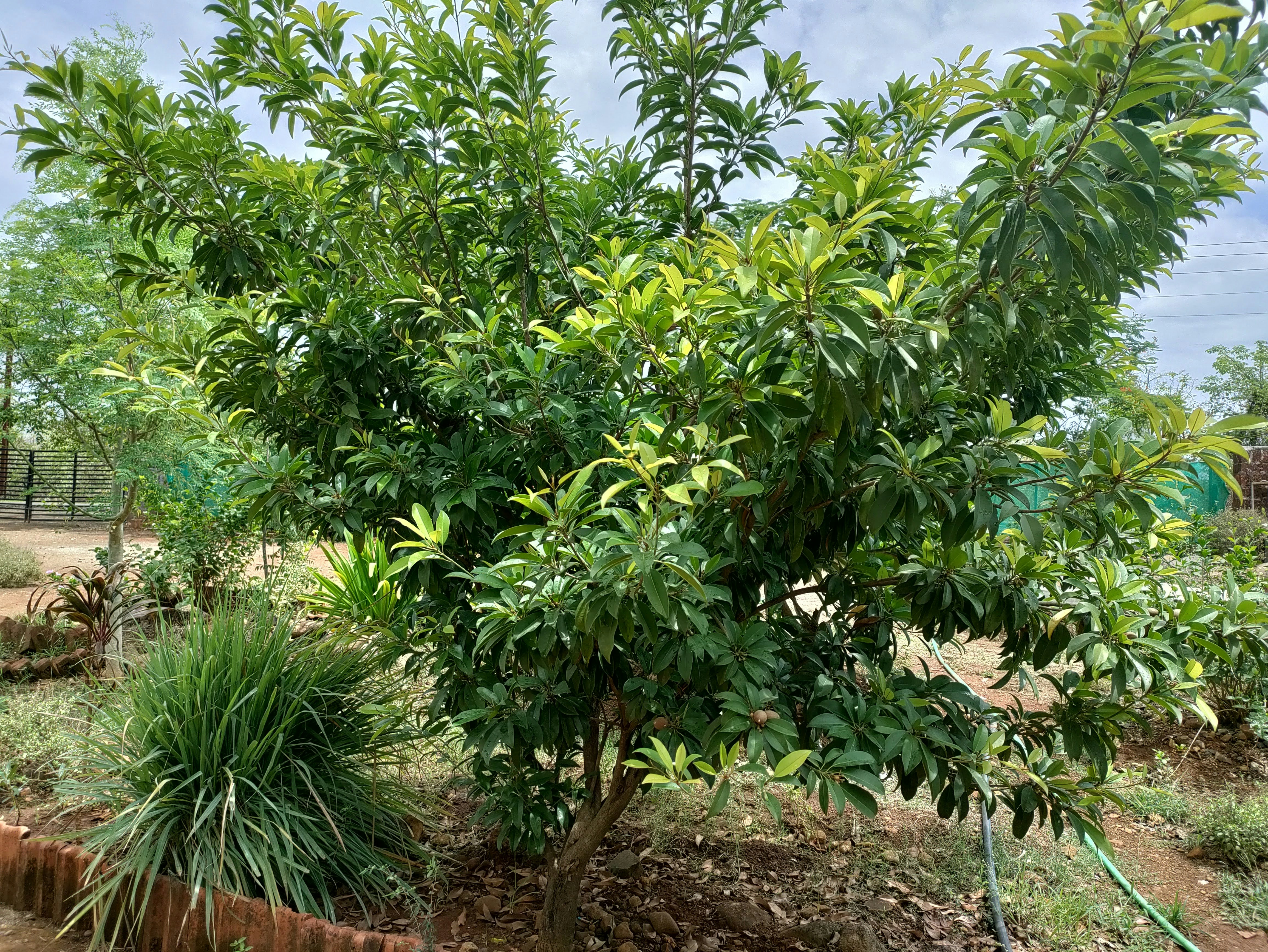 A dense citrus tree dominates the foreground with vibrant green leaves and a sturdy trunk, set in a tidy orchard. The scene emphasizes natural daylight and plant health.