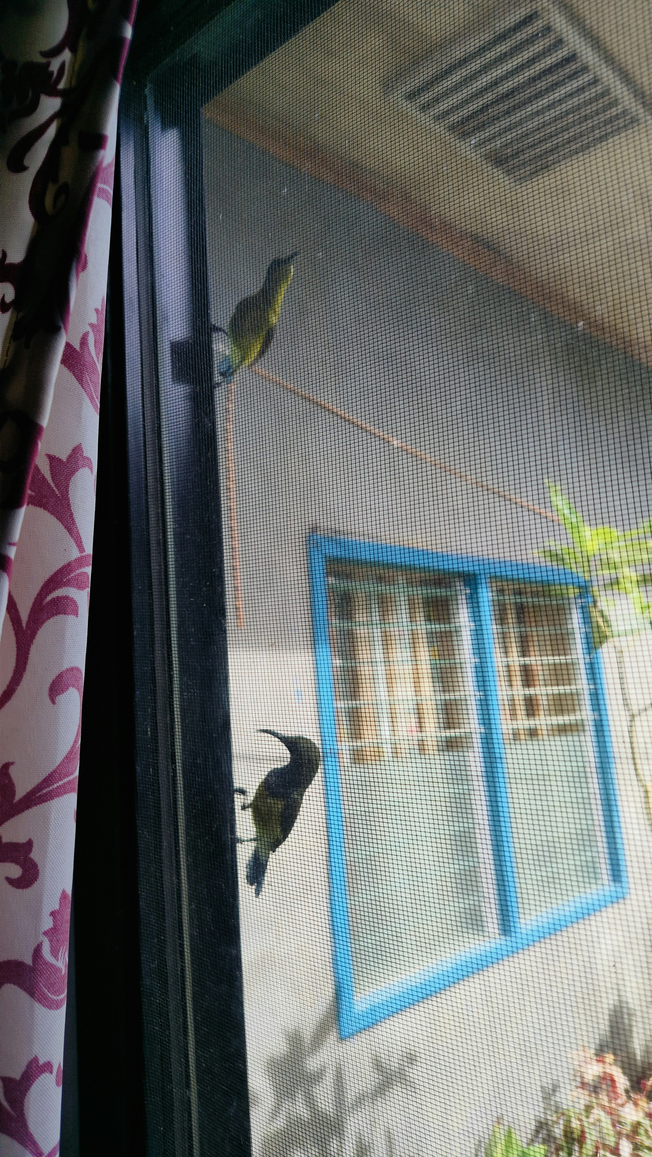 Verdant bird on a mesh window, framed by patterned drapery