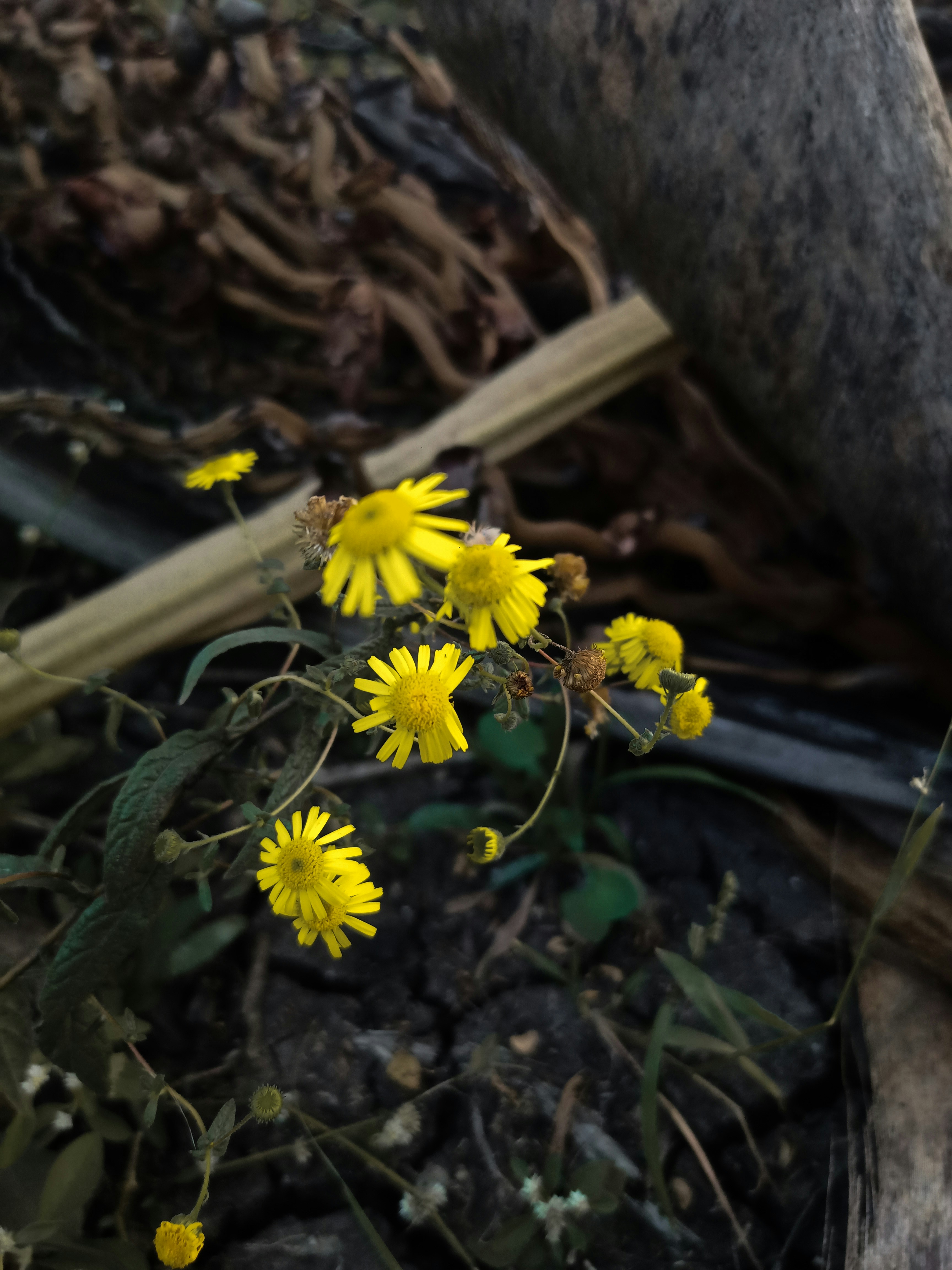 Bright yellow flowers sit among dark soil and plant debris, with a blurred background emphasizing the cluster in the foreground. Note: a small logo-like plant detail appears among the stems.