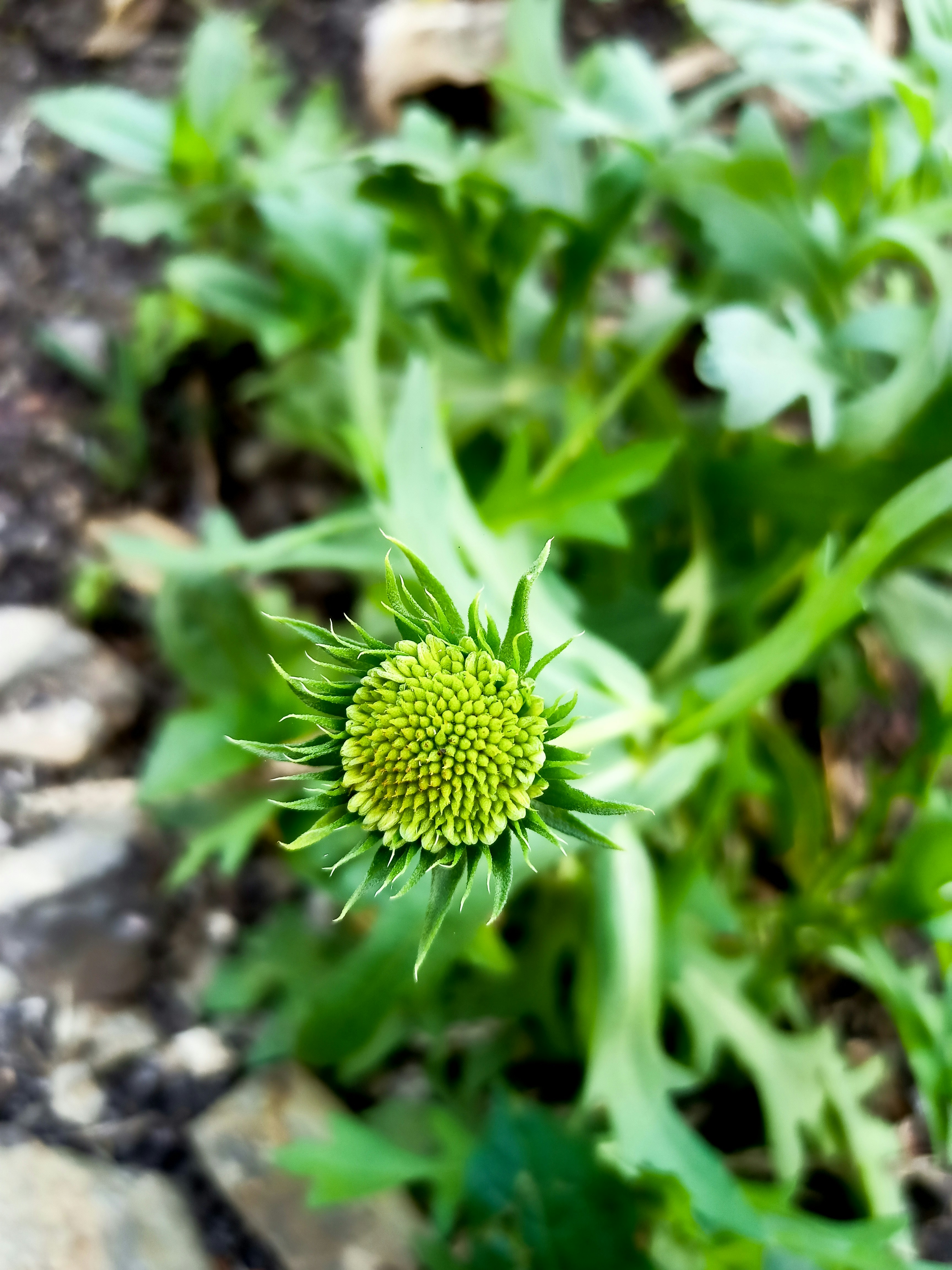 Close-up photograph of a spiky green flower bud among leaves, with a softly blurred background.