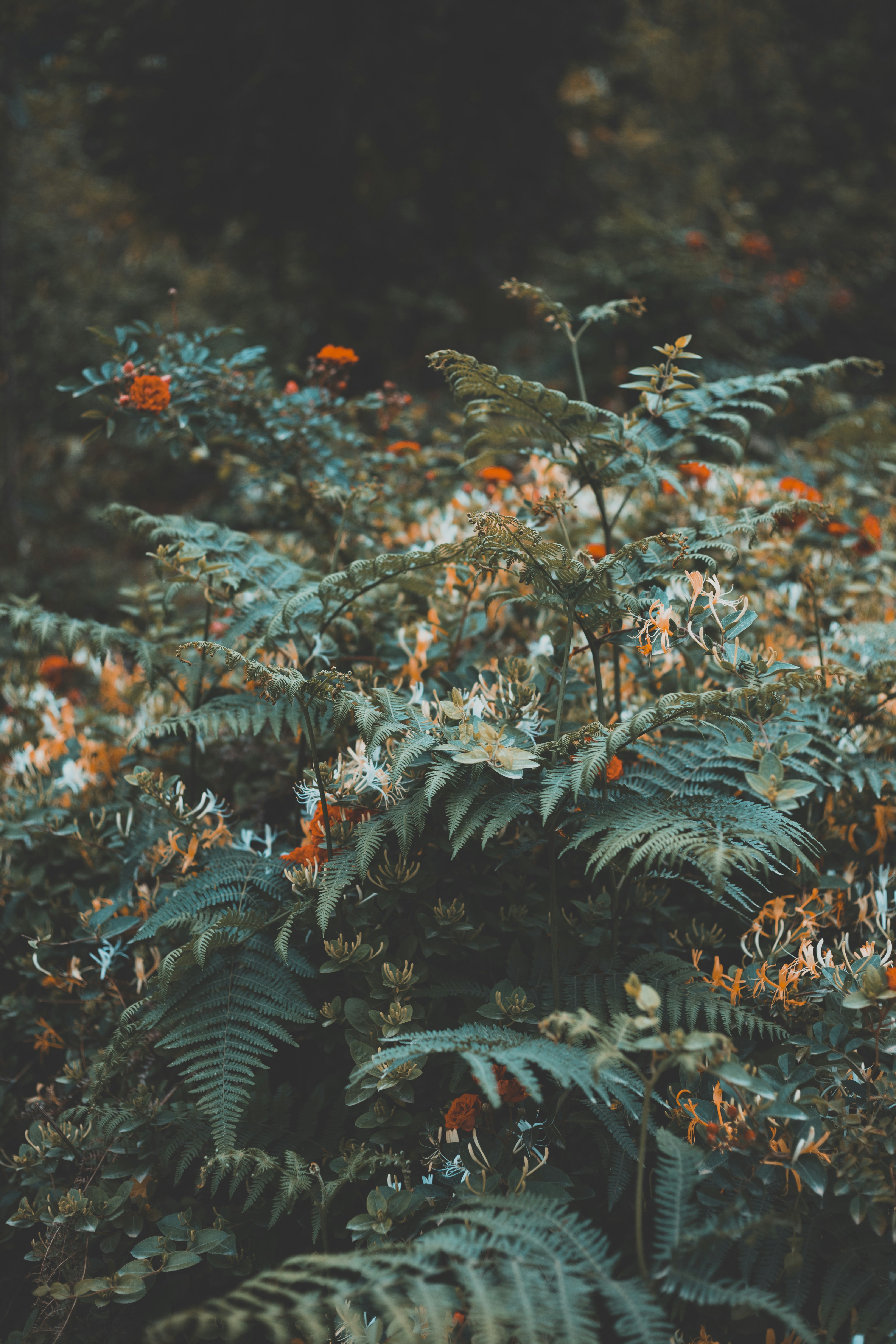 A bunch of plants that are in the grass photo – Free Iran Image on Unsplash