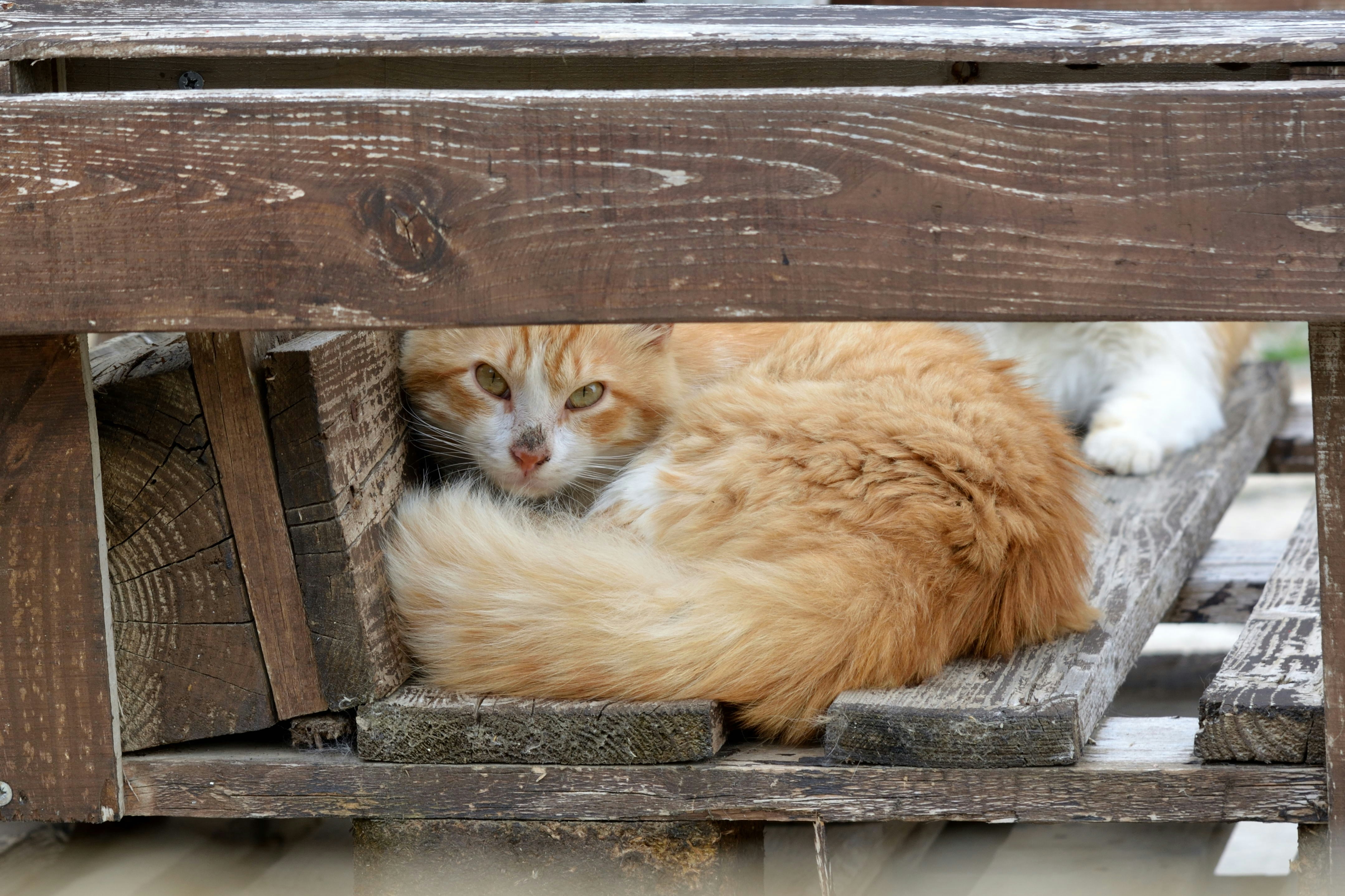 Ginger cat tucked among weathered pallet boards