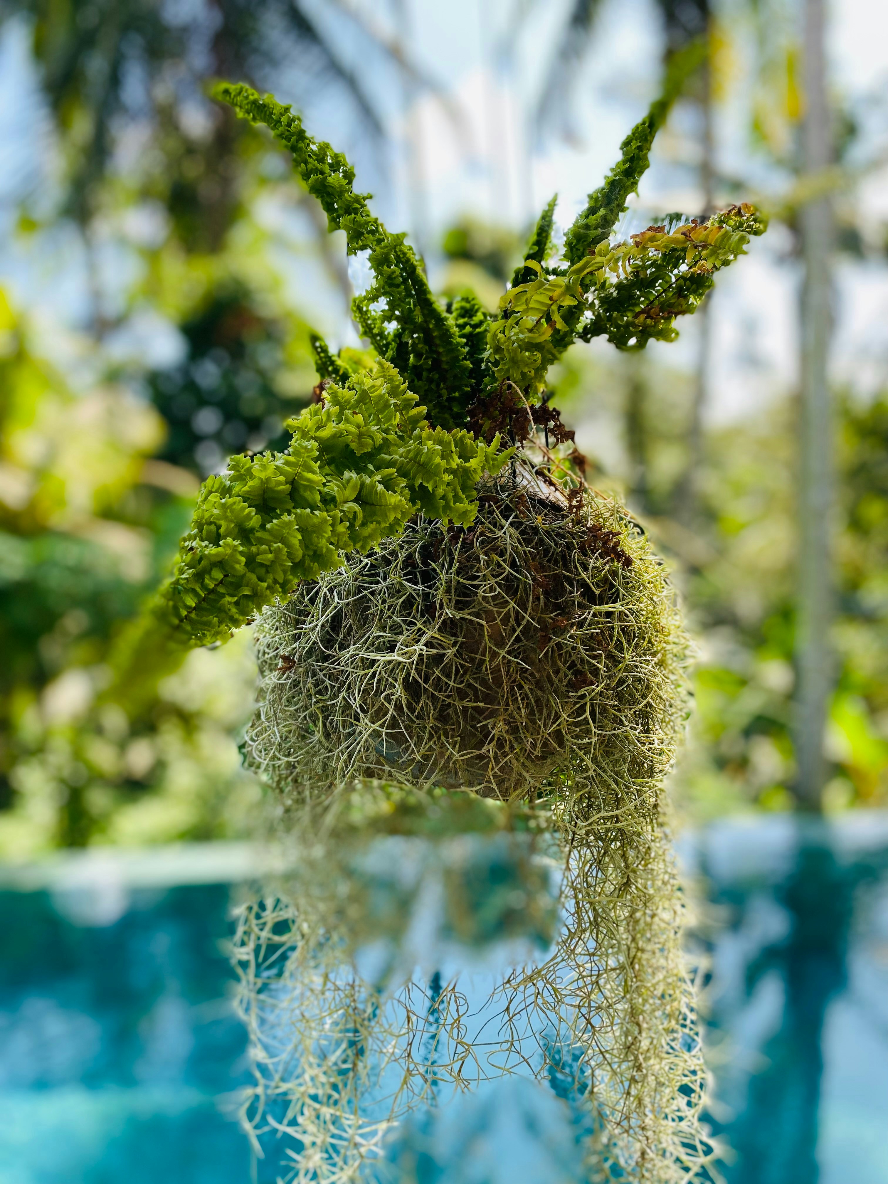 A plant hanging from a tree in a pool photo – Free Ubud Image on Unsplash