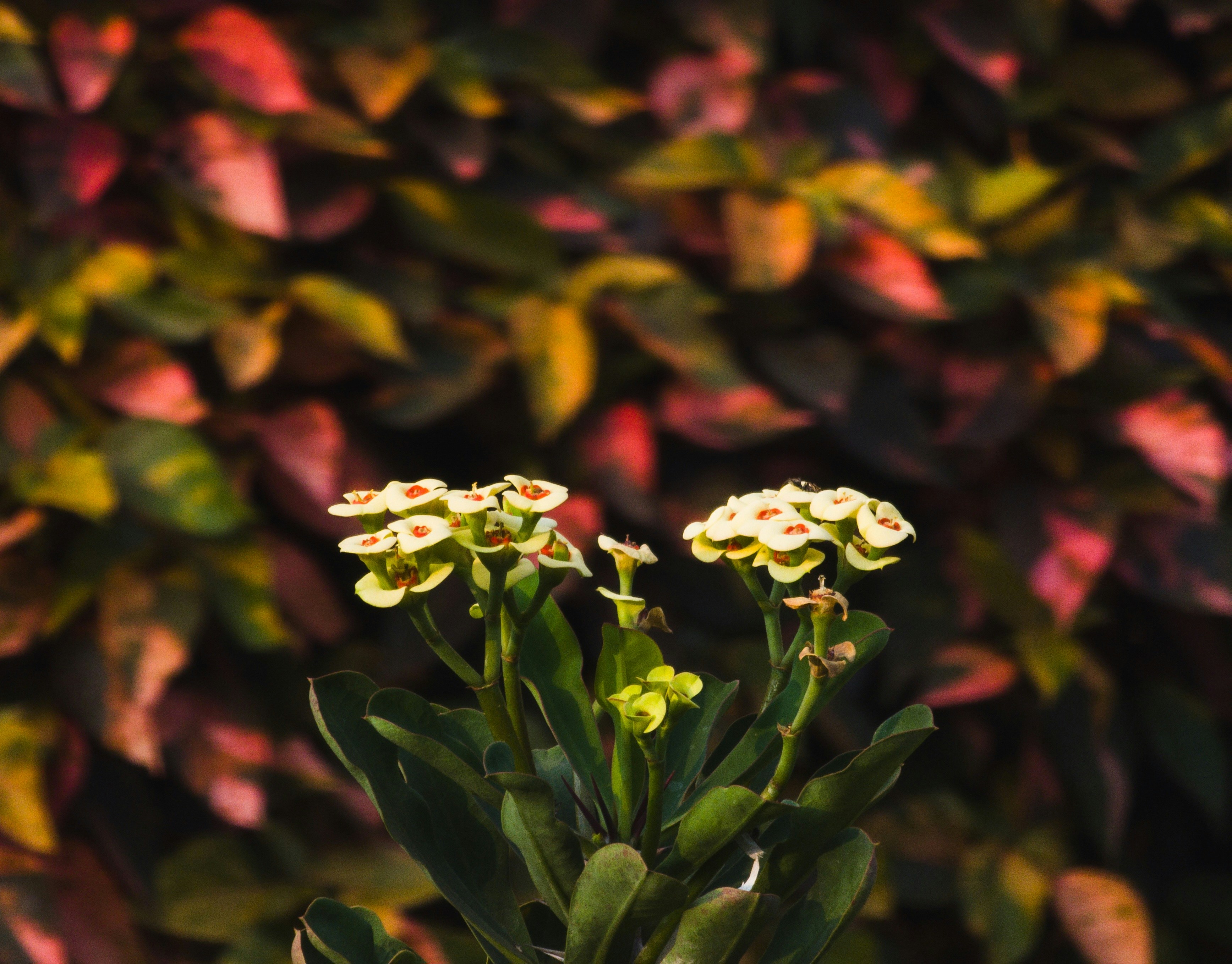 a couple of flowers that are in a vase