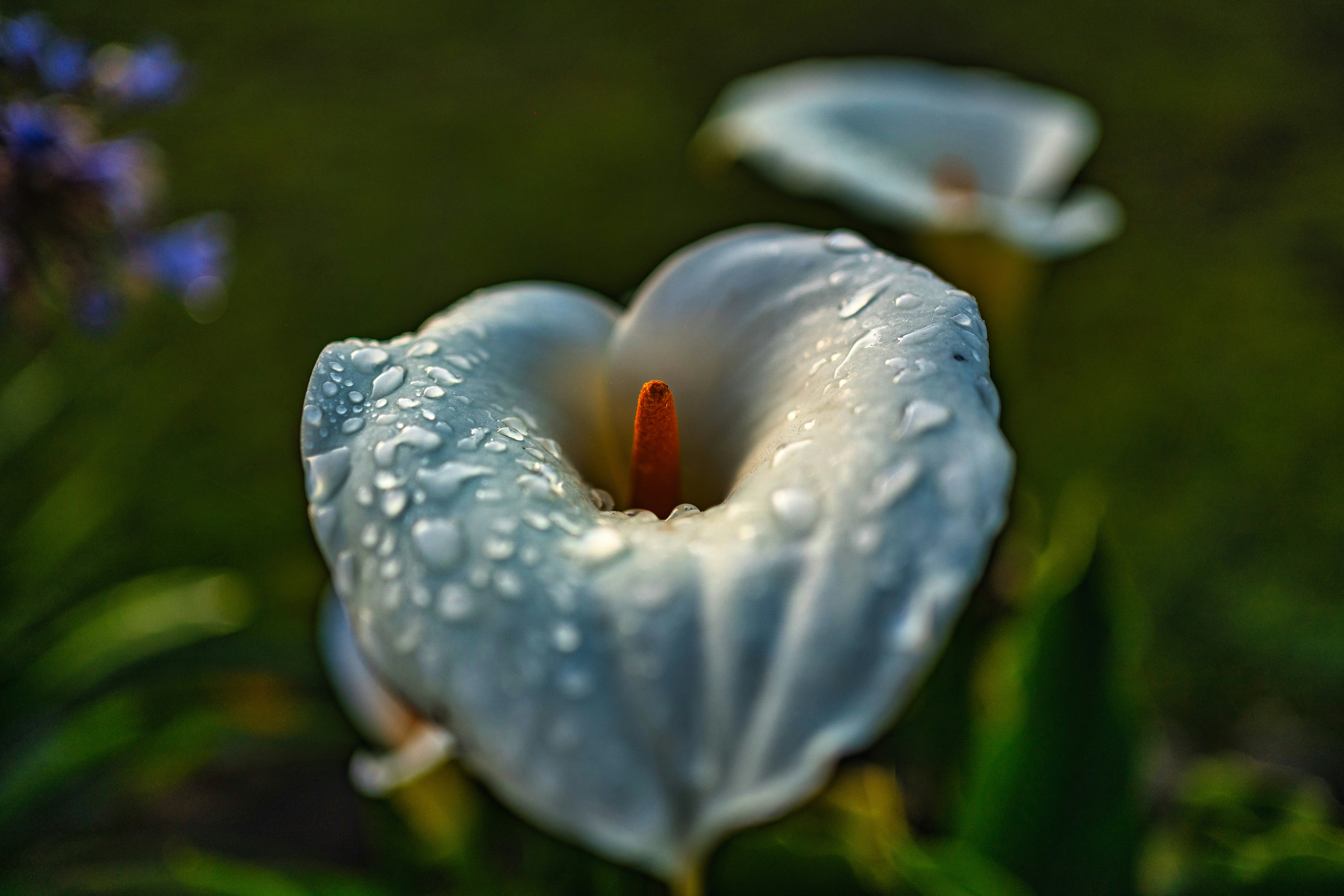 a close up of a flower with water droplets on it