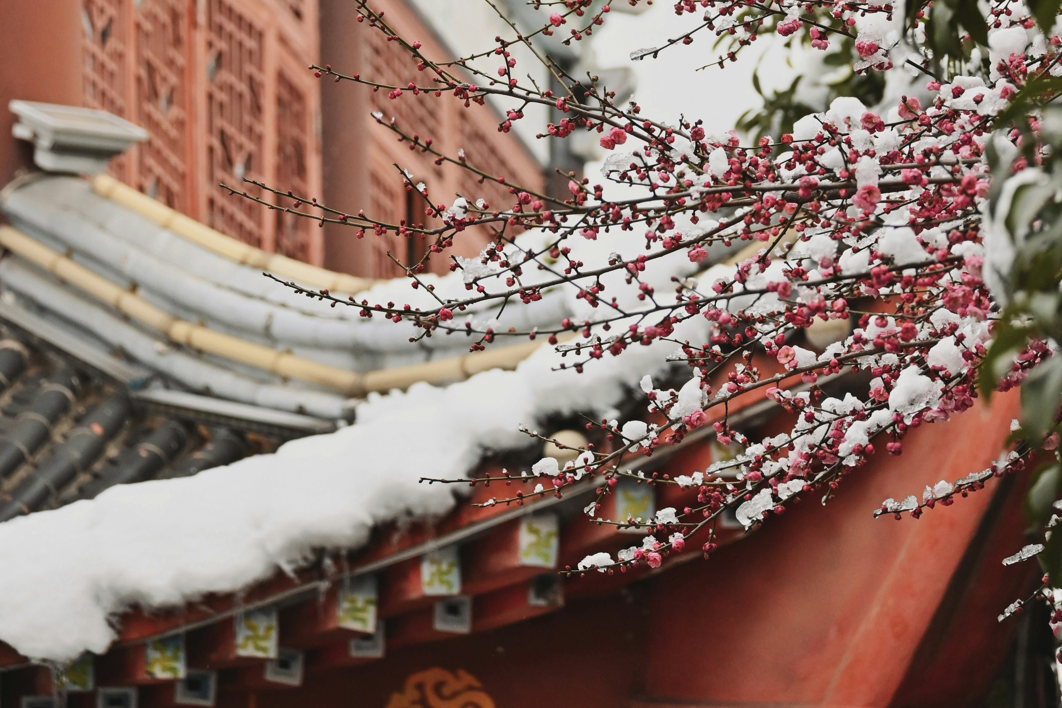 Winter Bloom over Red Tile: Snow-kissed Branches Framing a Historic Courtyard