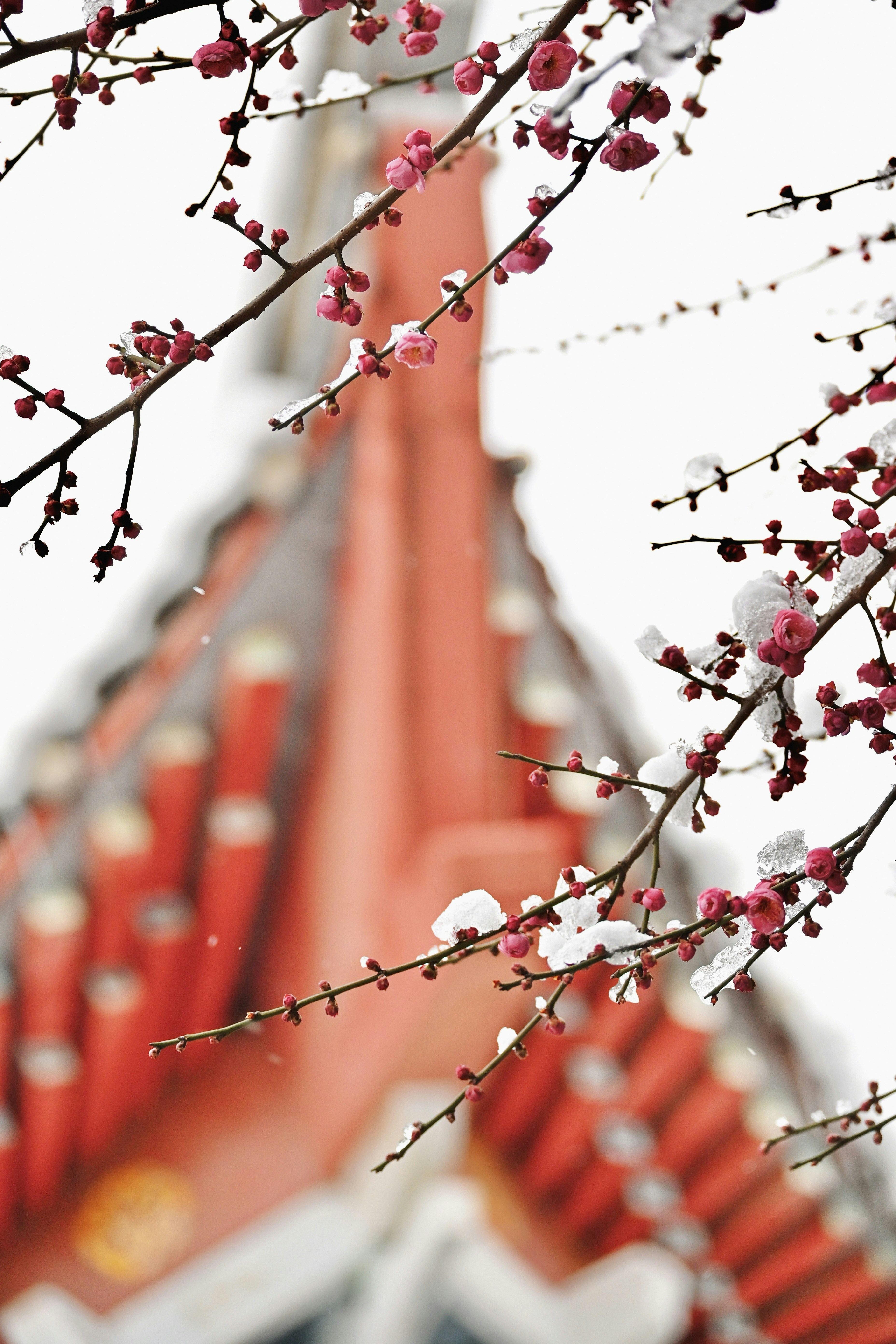 Blossoms Across the Temple Gate