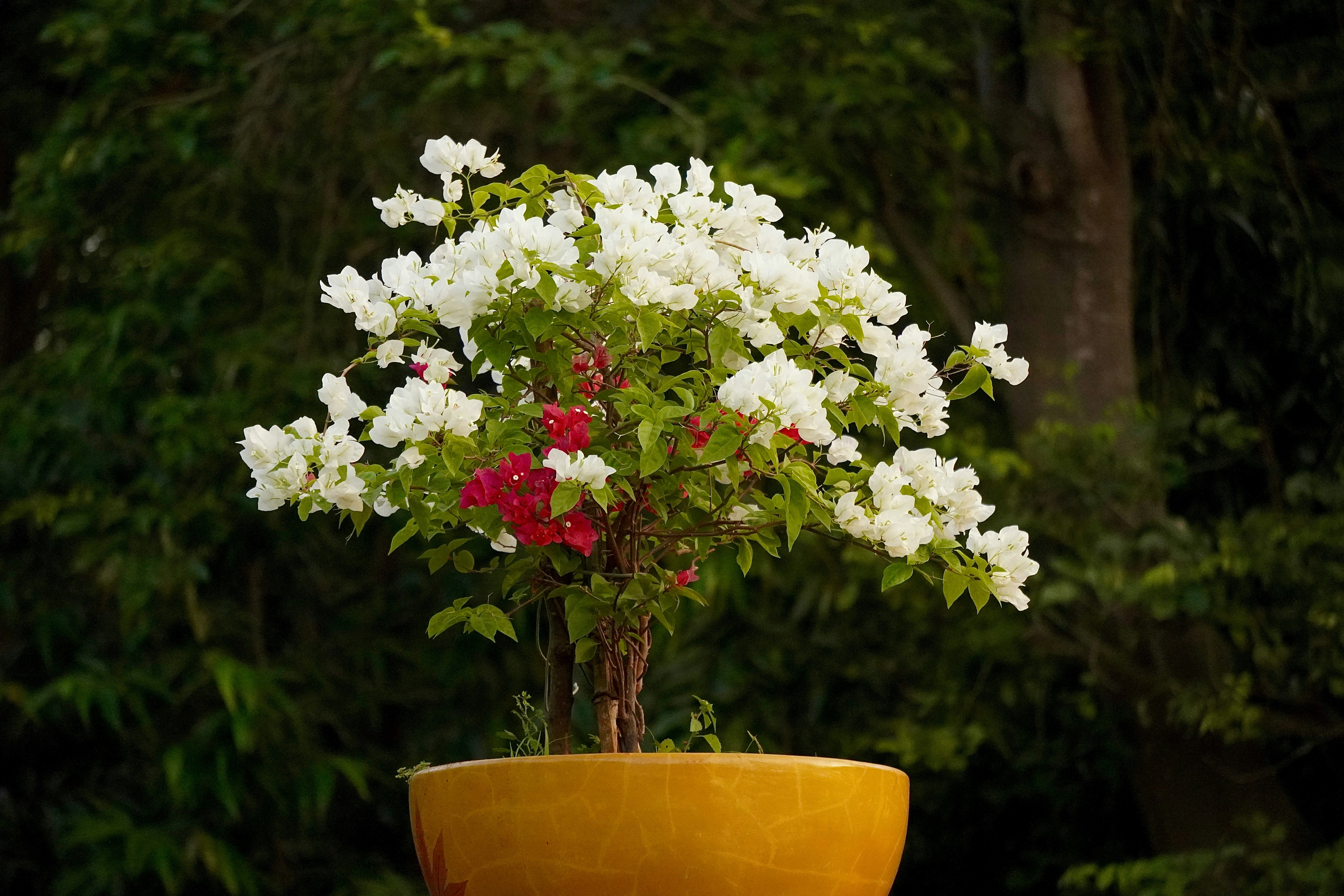 White Bougainvillea in a Sunny Gold Pot: A Quiet Garden Moment