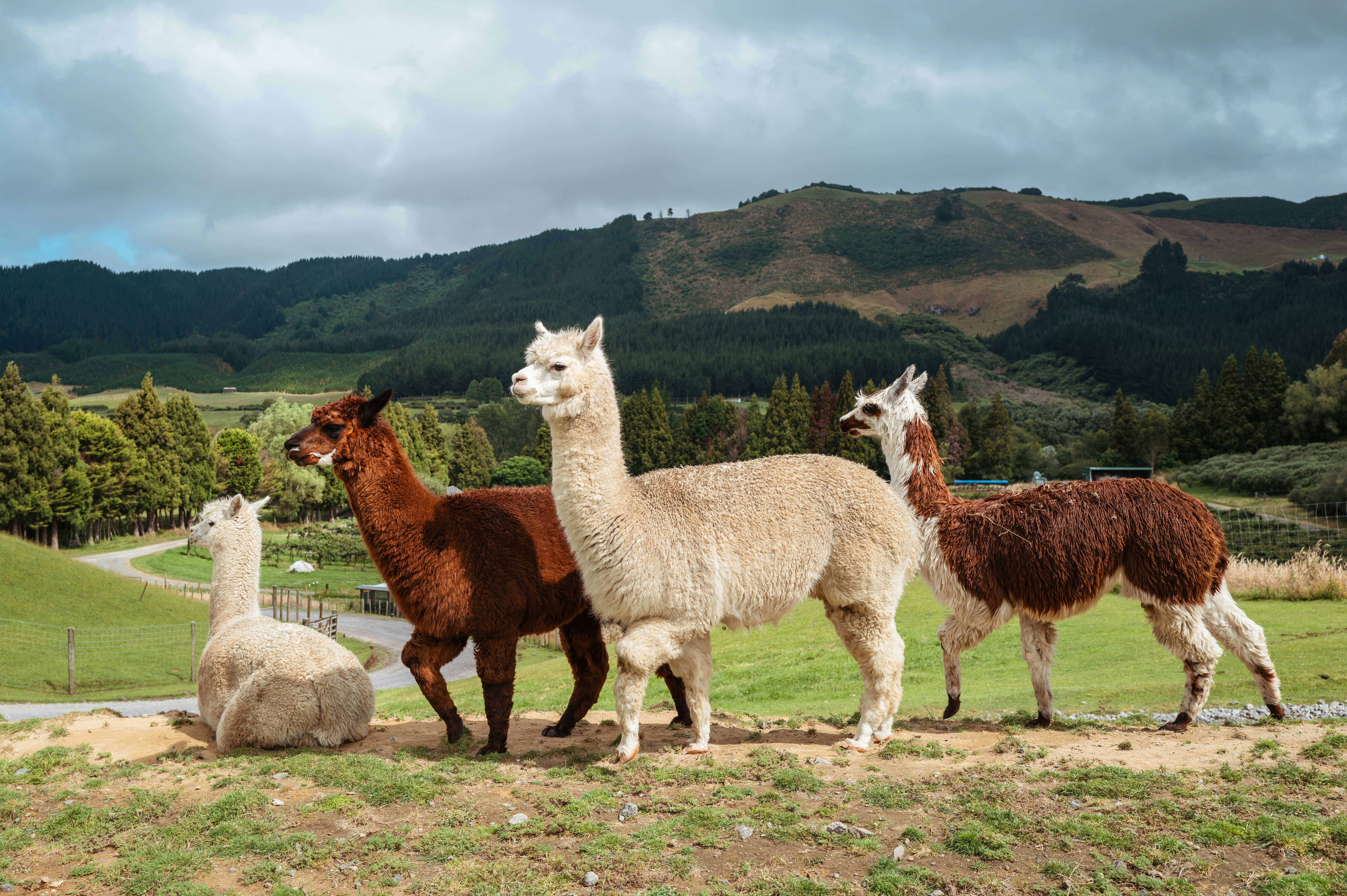 A group of llamas standing around in a field photo – Free Alpaca Image ...