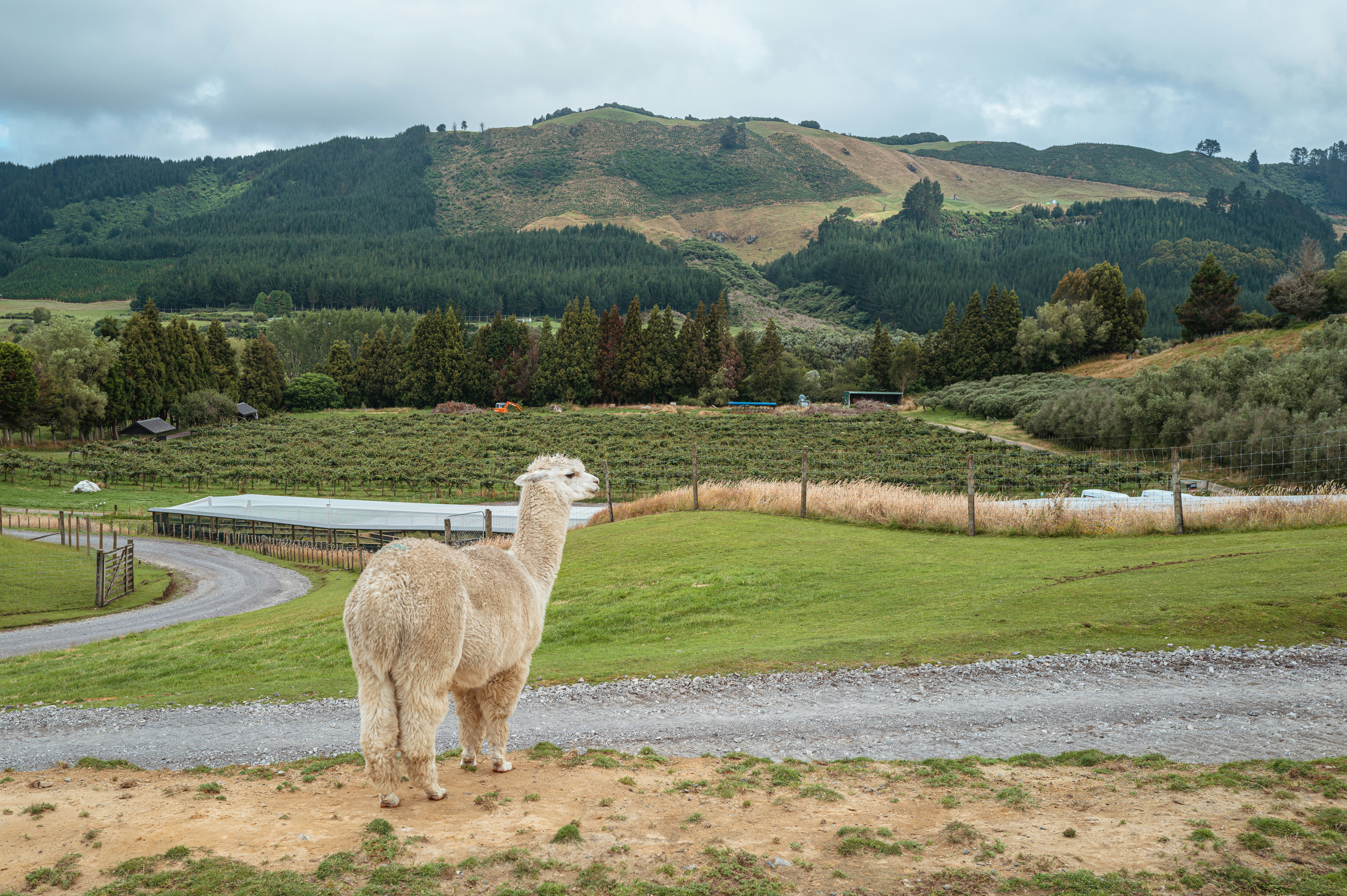 A llama standing in the middle of a dirt road photo – Free Alpaca Image ...