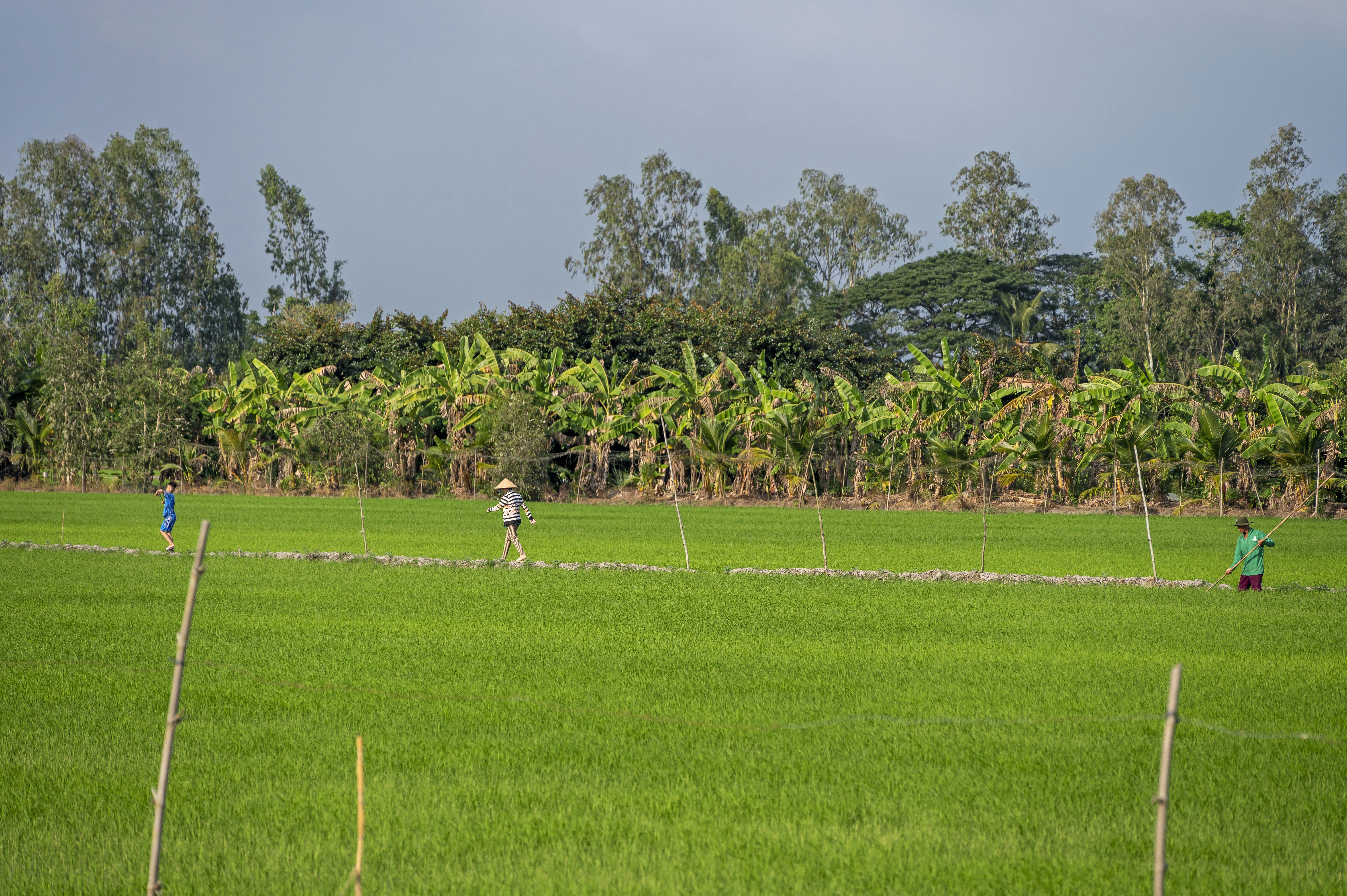 farmers working on a rice field in can tho, vietnam
