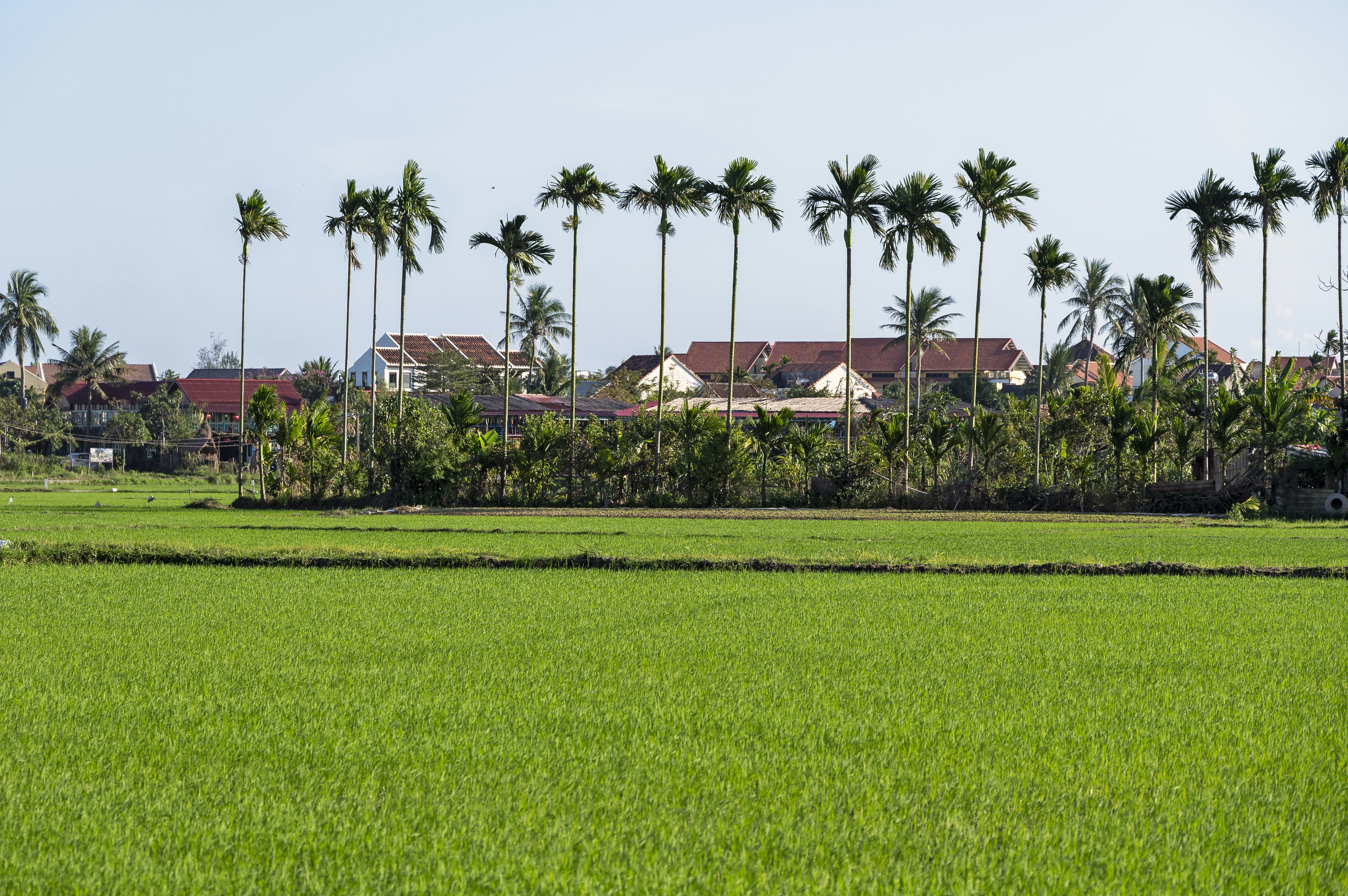 A lush green field with palm trees in the background photo – Free Huế ...