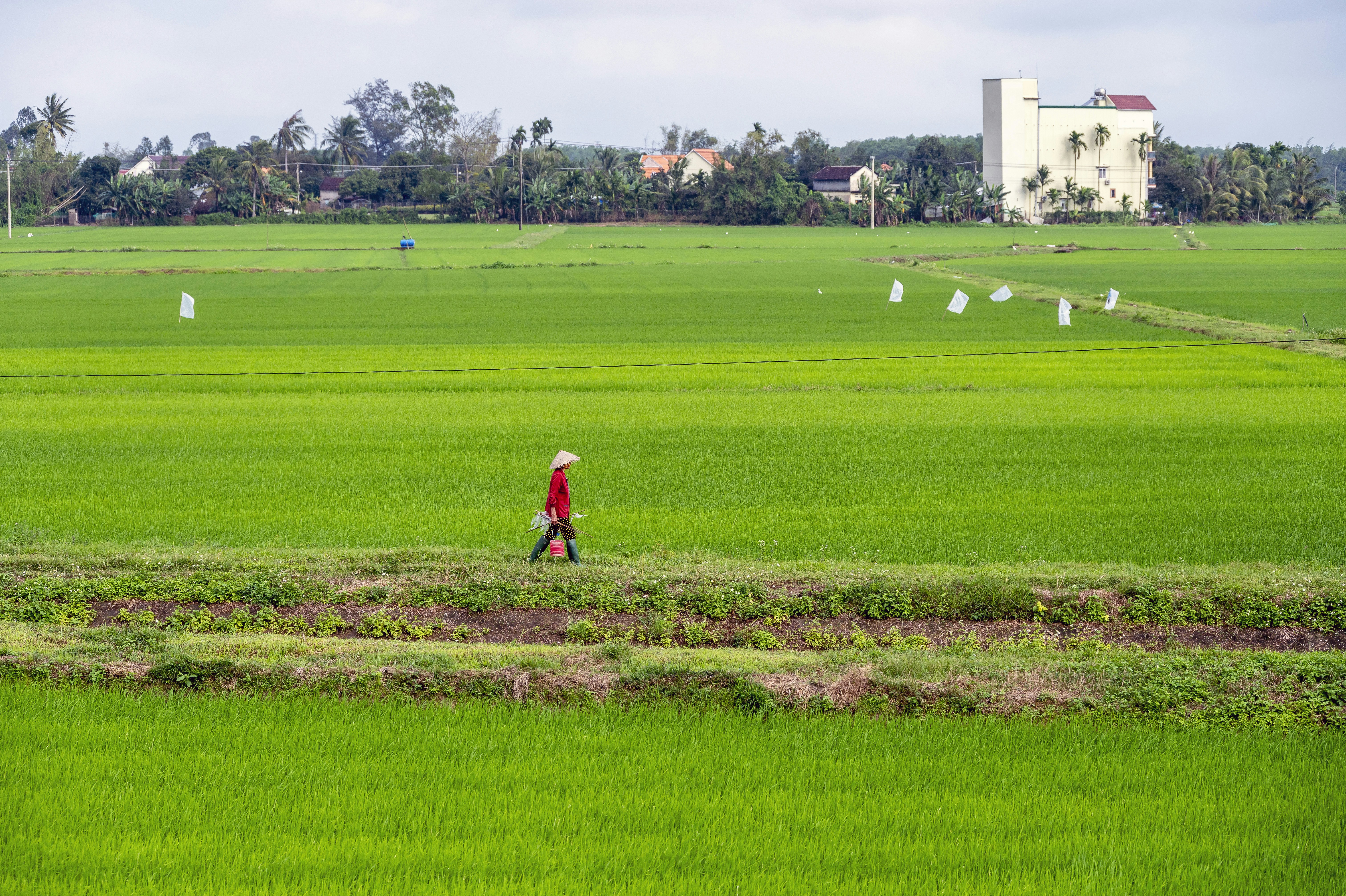 Red-clad Wanderer on a Ribbon of Emerald Rice Fields