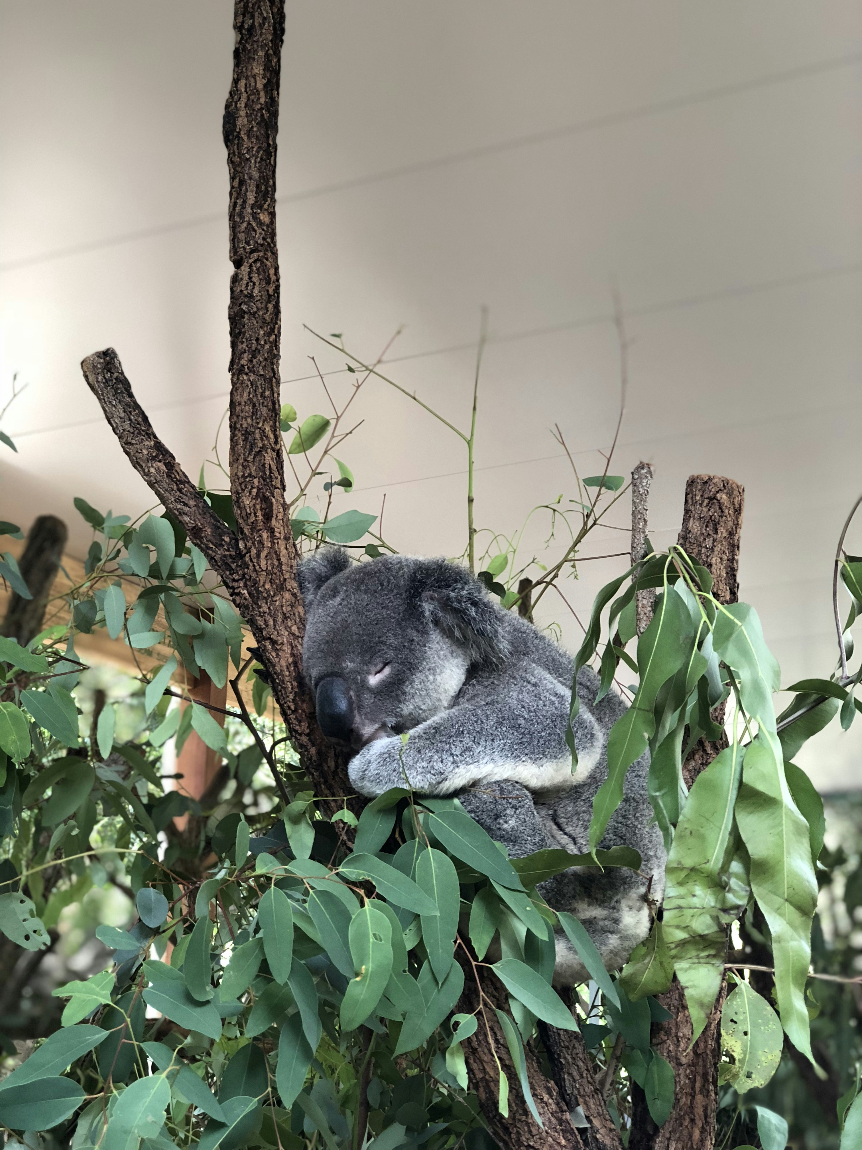 Cozy Nap in a Woodland Canopy: A Plush Koala Among Branches