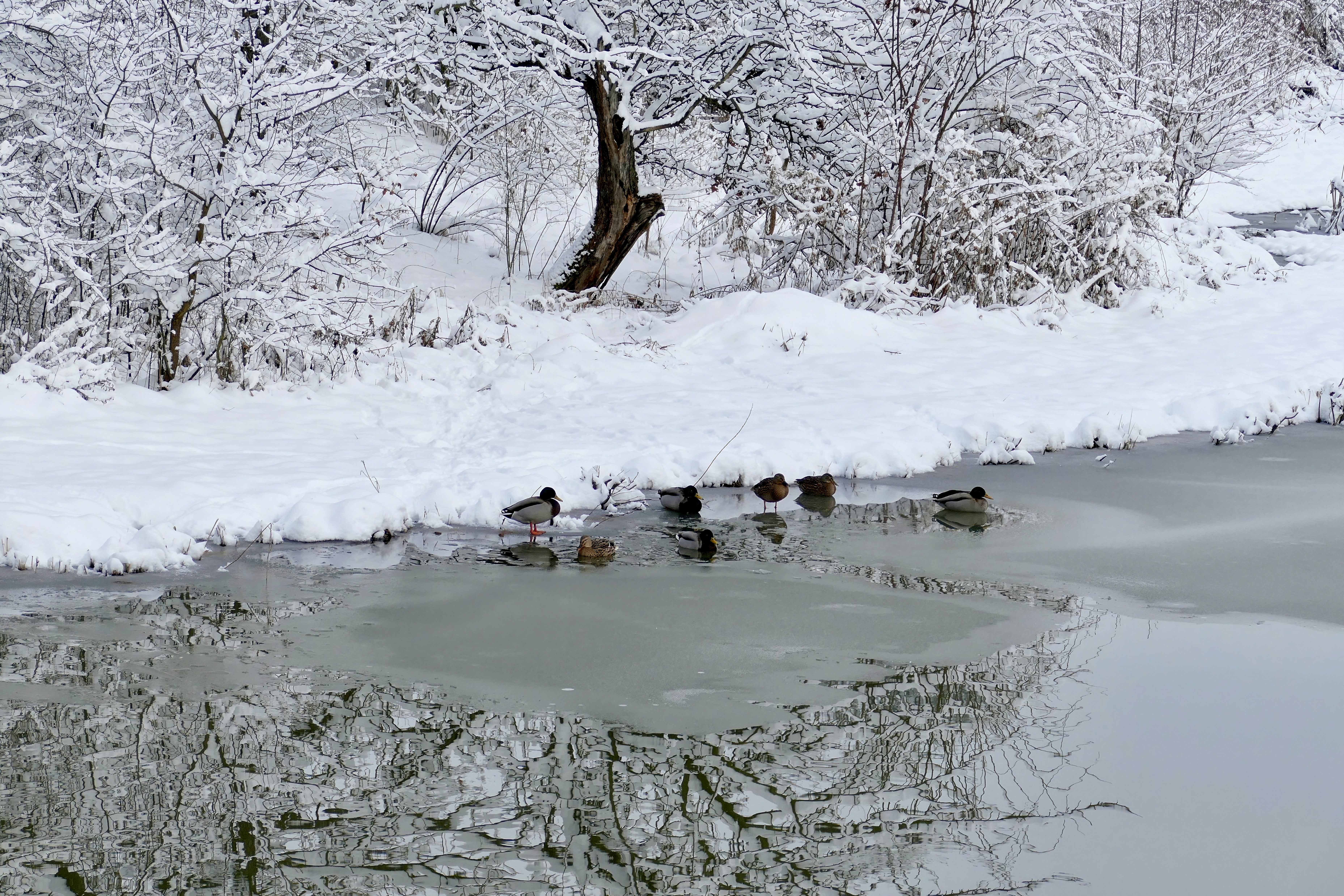 Perfectly adapted to winter - A group of mallards on a partially frozen lake, in which the shore is reflected in places