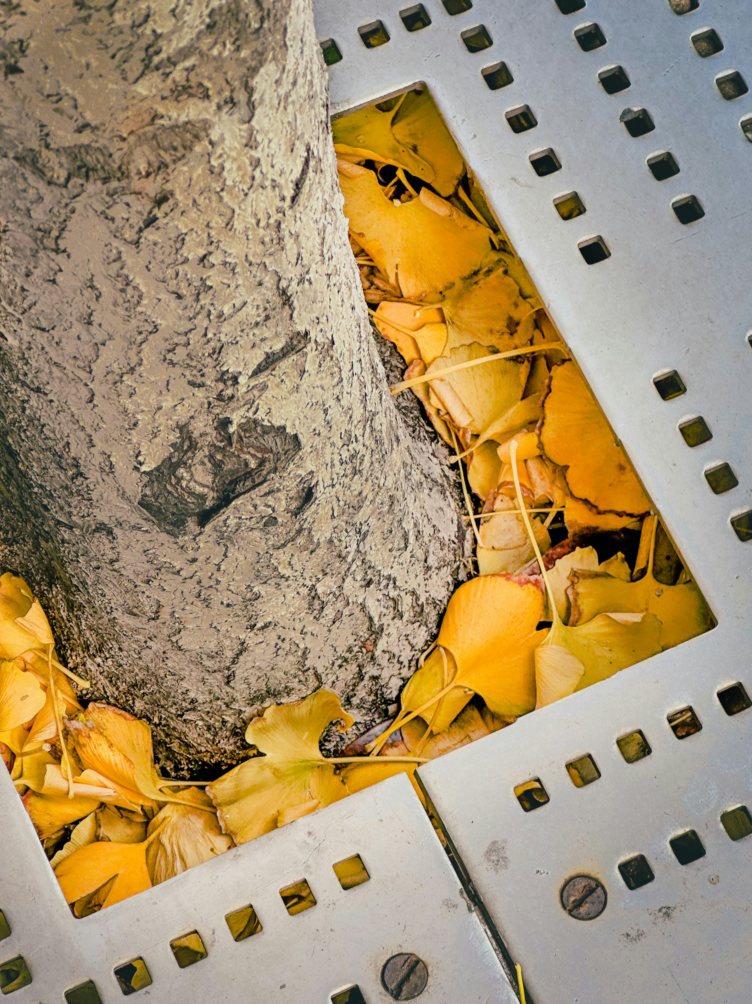 Gold Leaves in the Crack: A Tree Nestled Between Grates