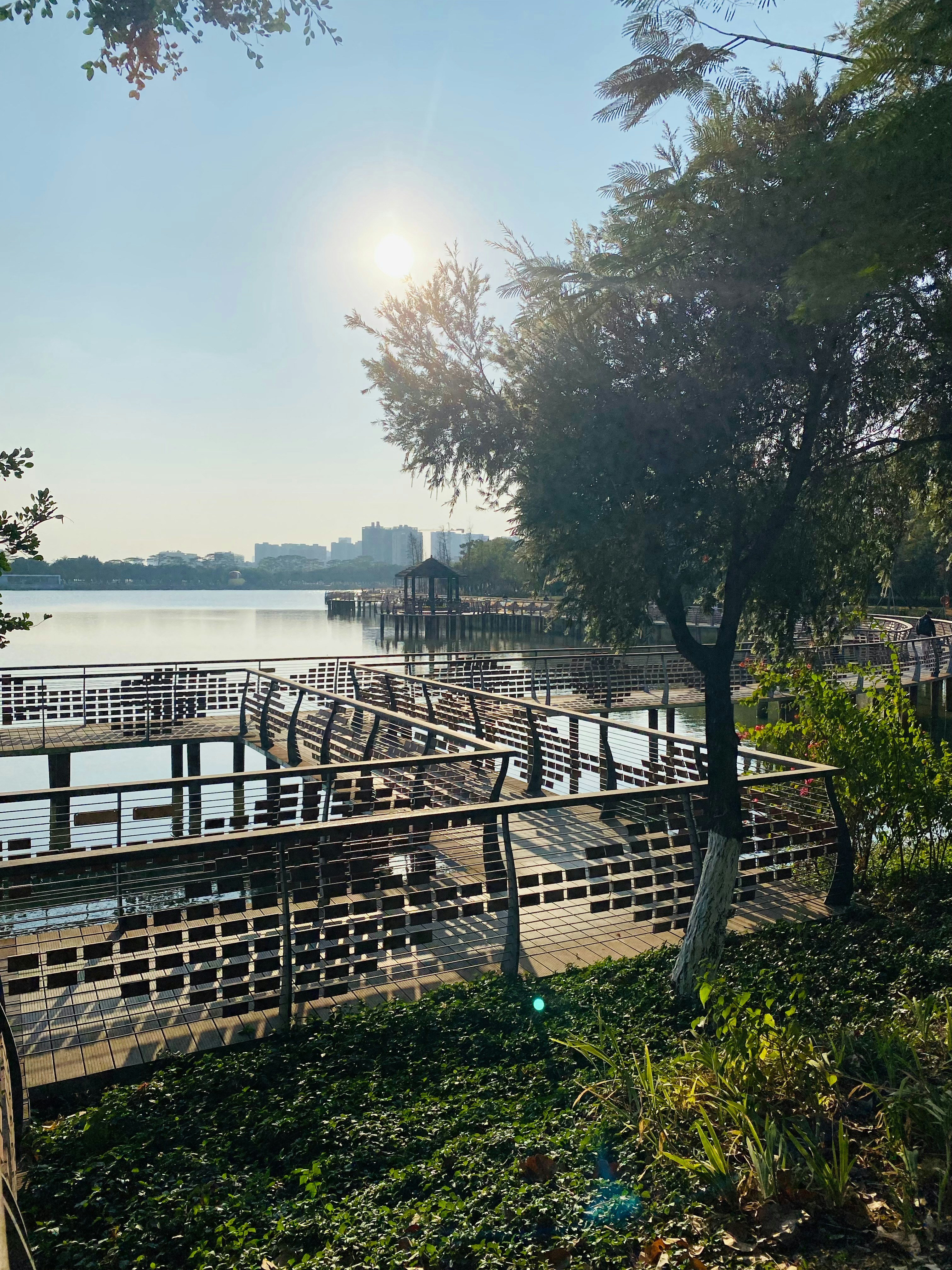 A wooden dock on a lake with a tree in the foreground photo – Free 滩美湖 ...