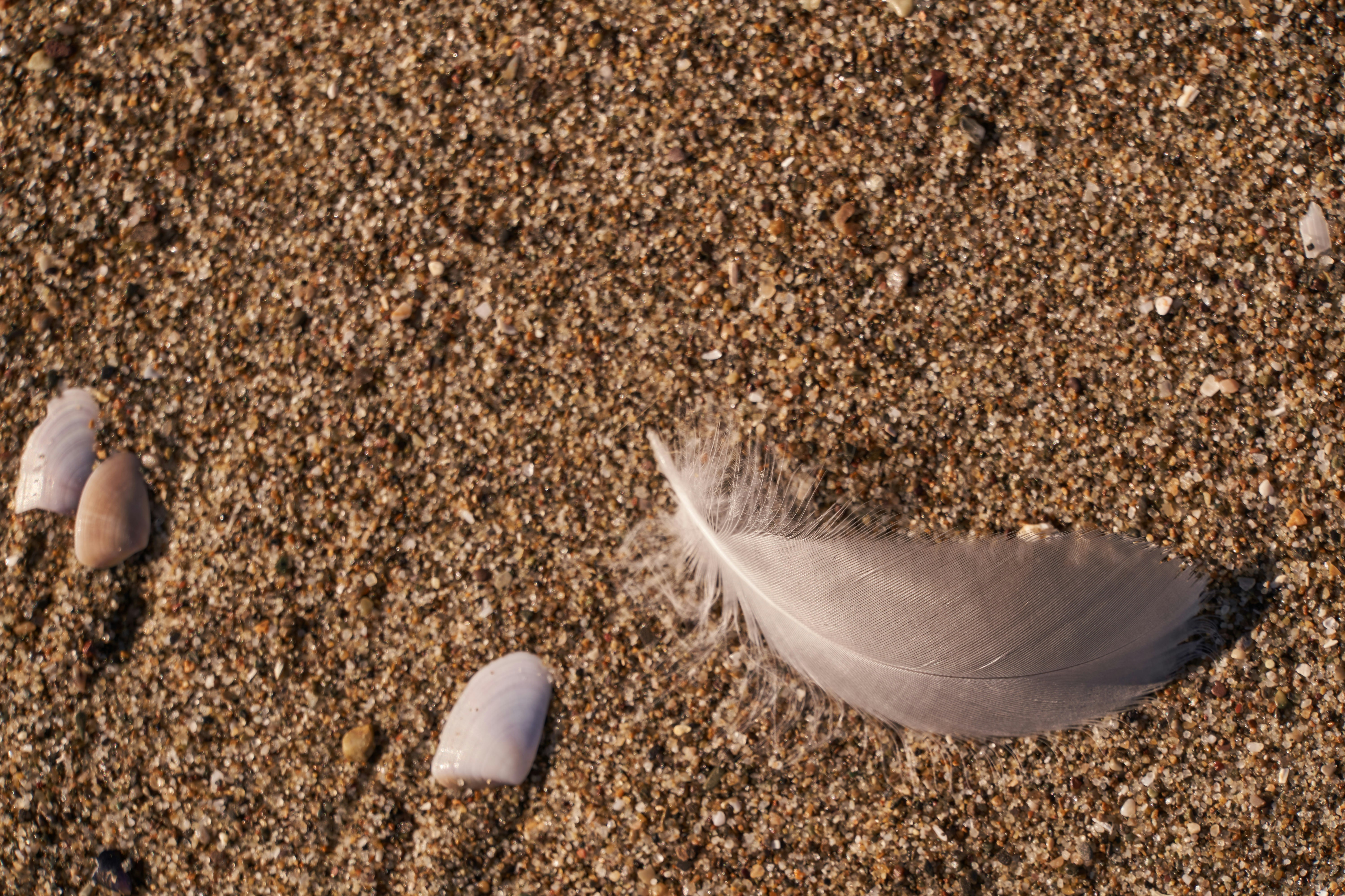 A feather and three shells on the sand photo – Free Seafood Image on ...
