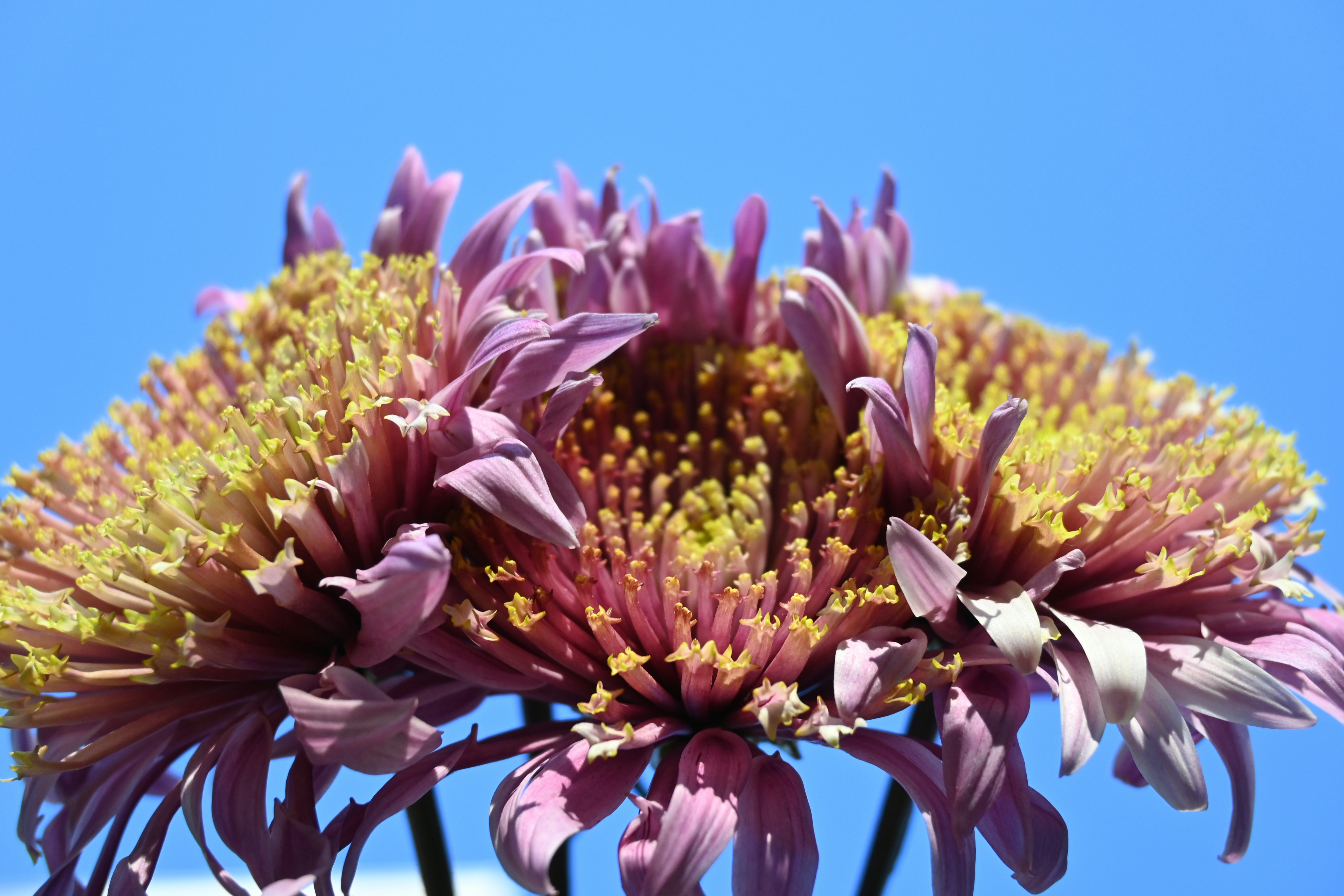 Royal Bloom Under a Clear Sky