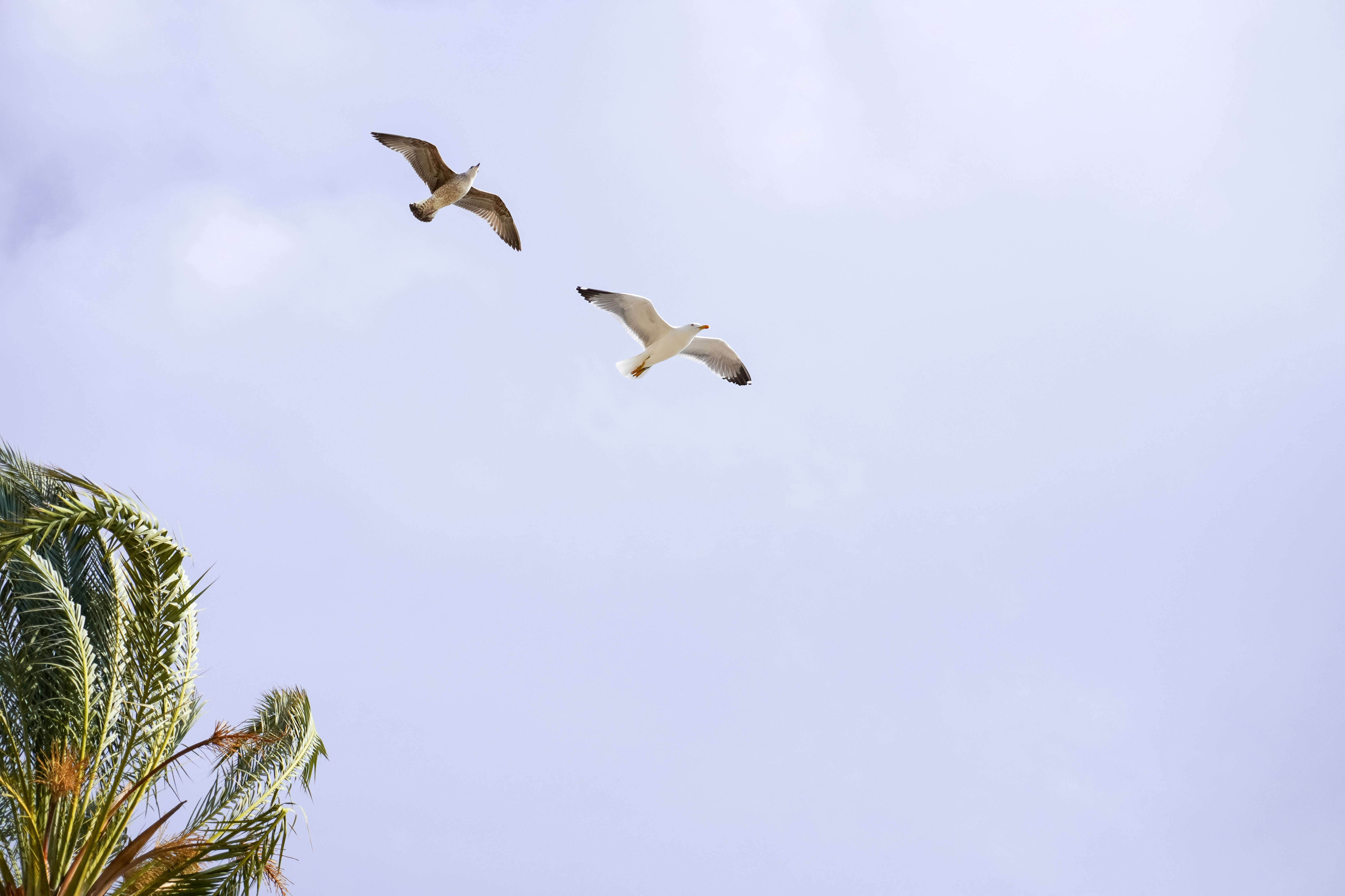 High Flight: Twin Gulls Over a Quiet Coastal Sky