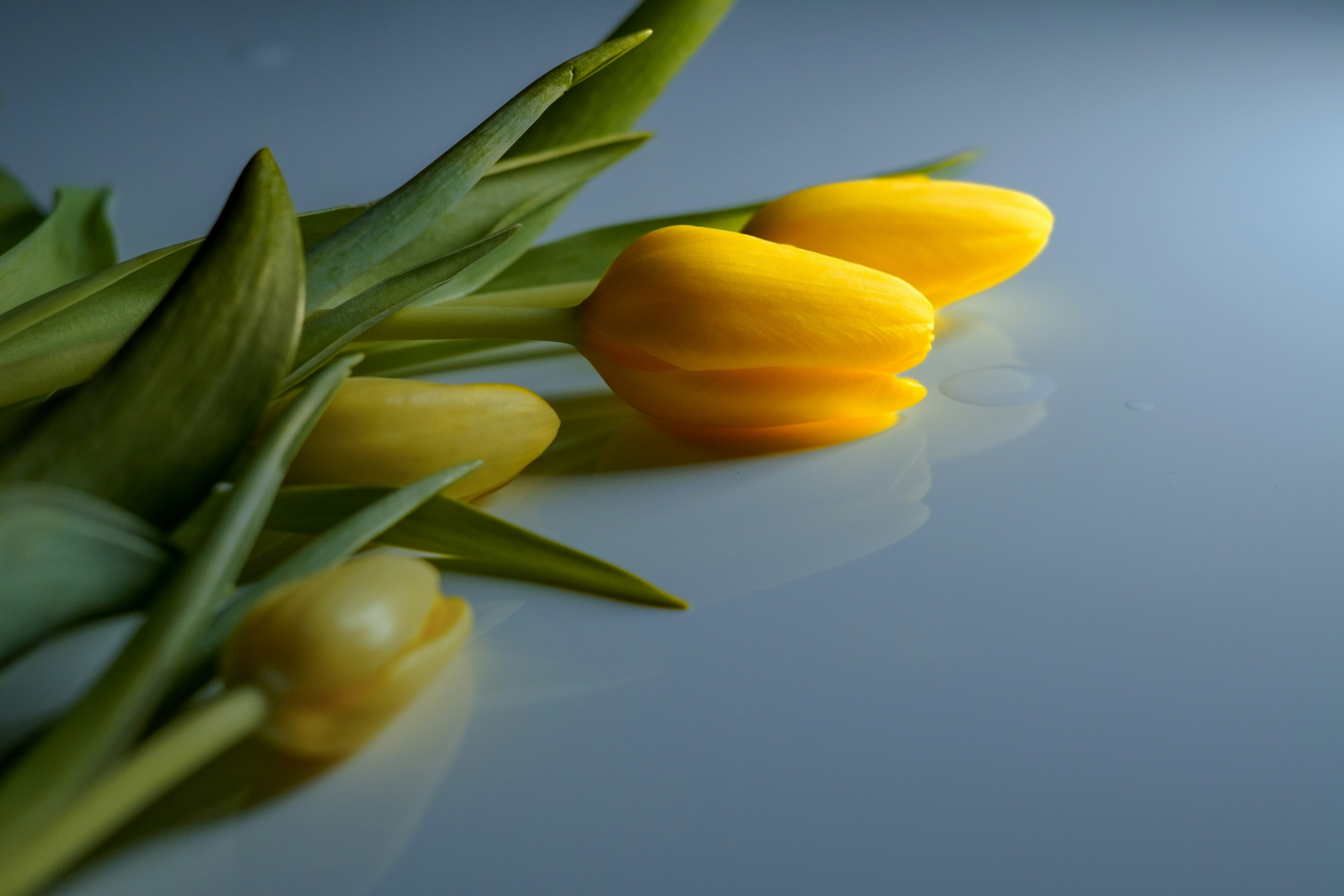 Golden Tulips Resting on a Cool Blue Surface