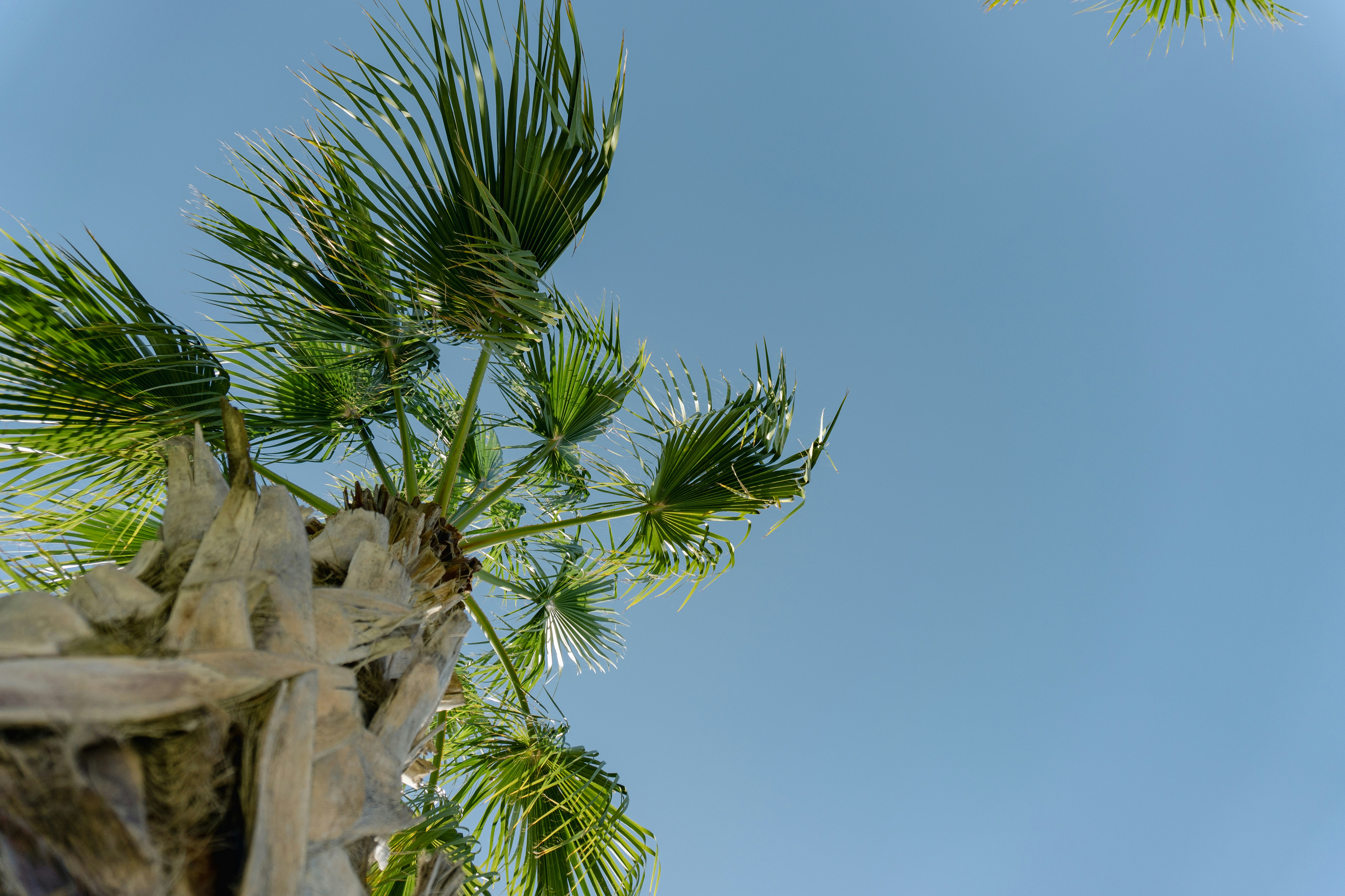 Palm Trunk and Fronds Reaching Into a Clear Blue Sky