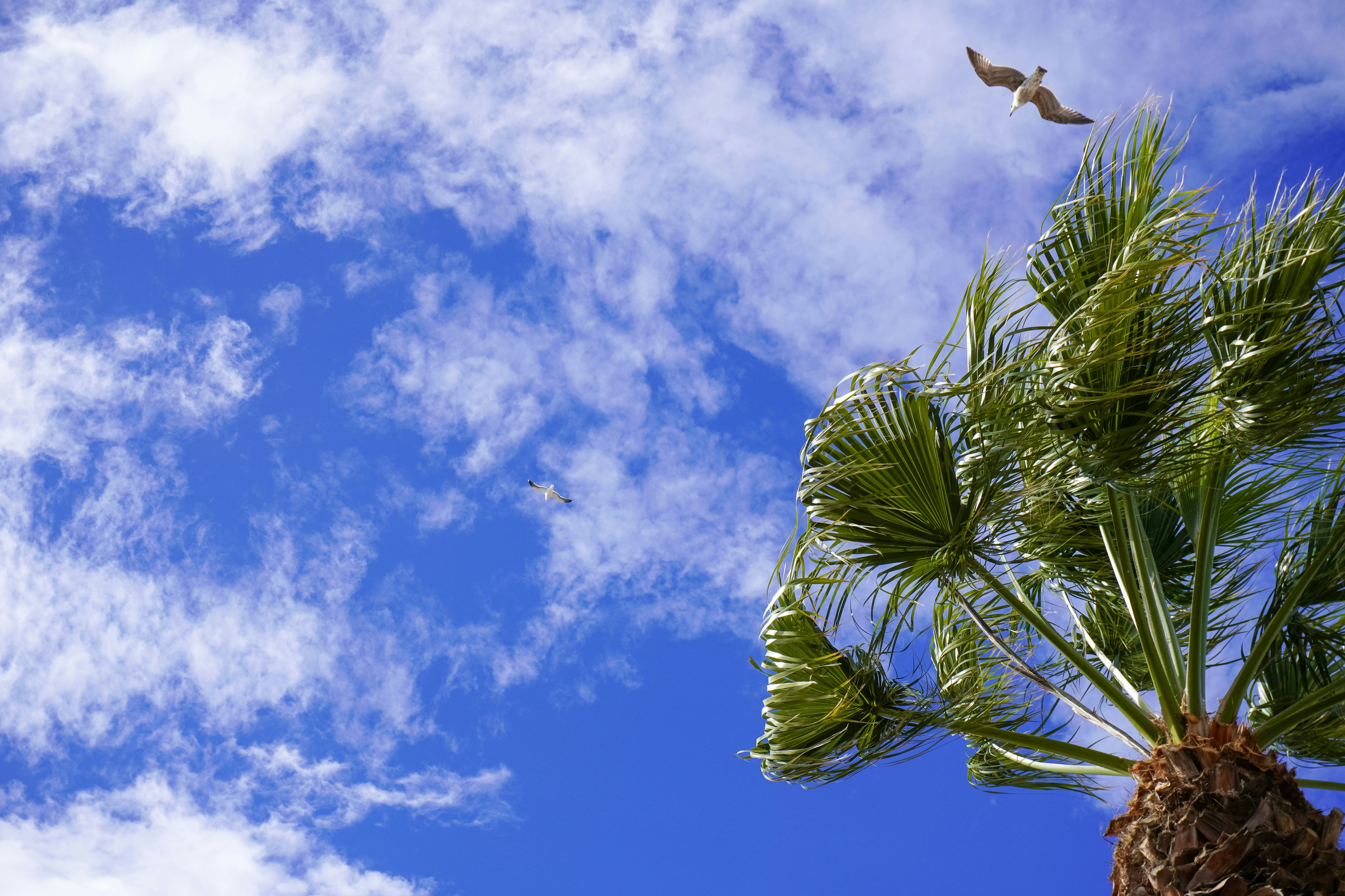 A bird is flying over a palm tree photo – Free Blue Image on Unsplash