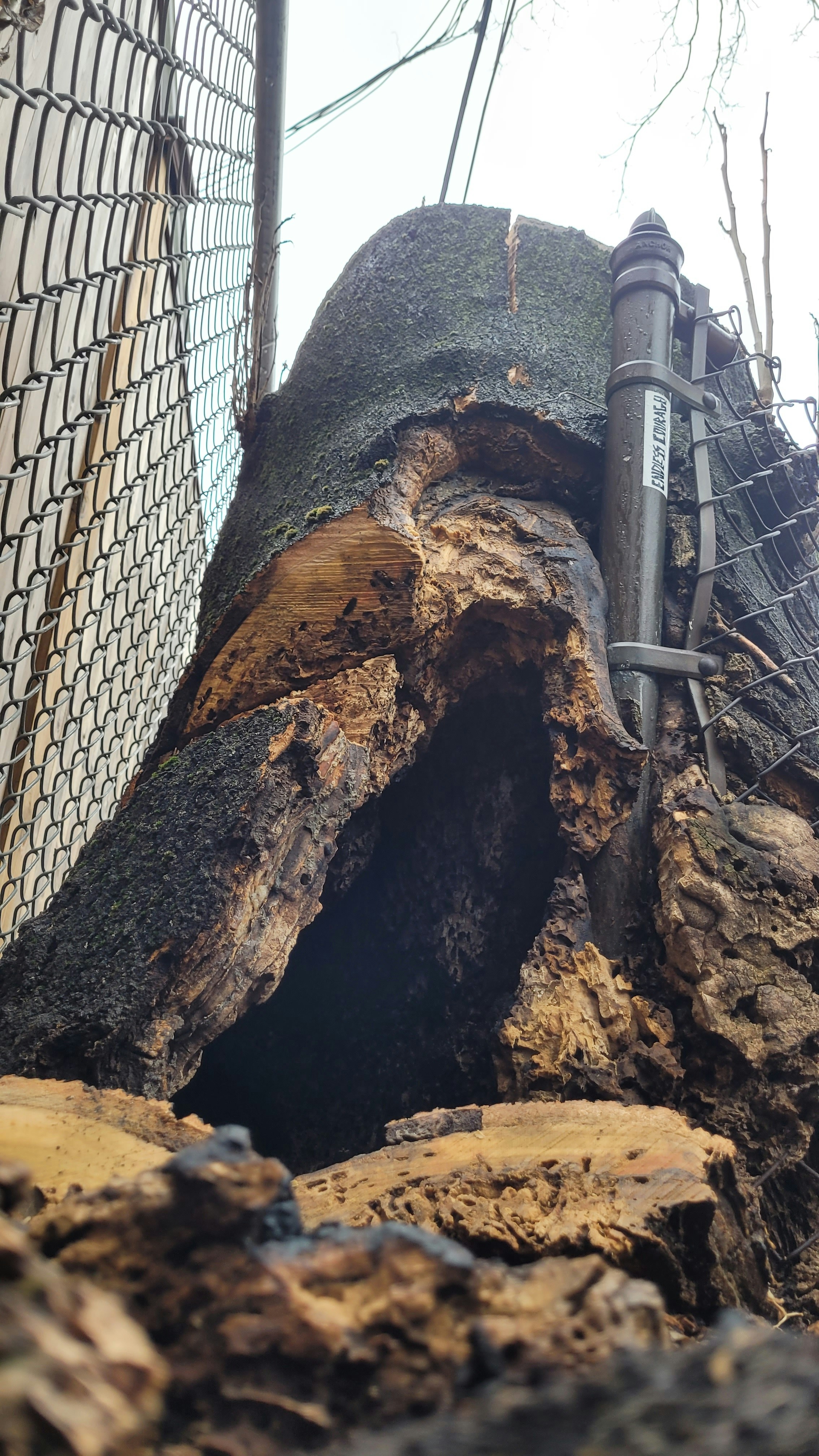 Hollow Core: A Weathered Trunk Framed by Chain-Link and a Utility Post