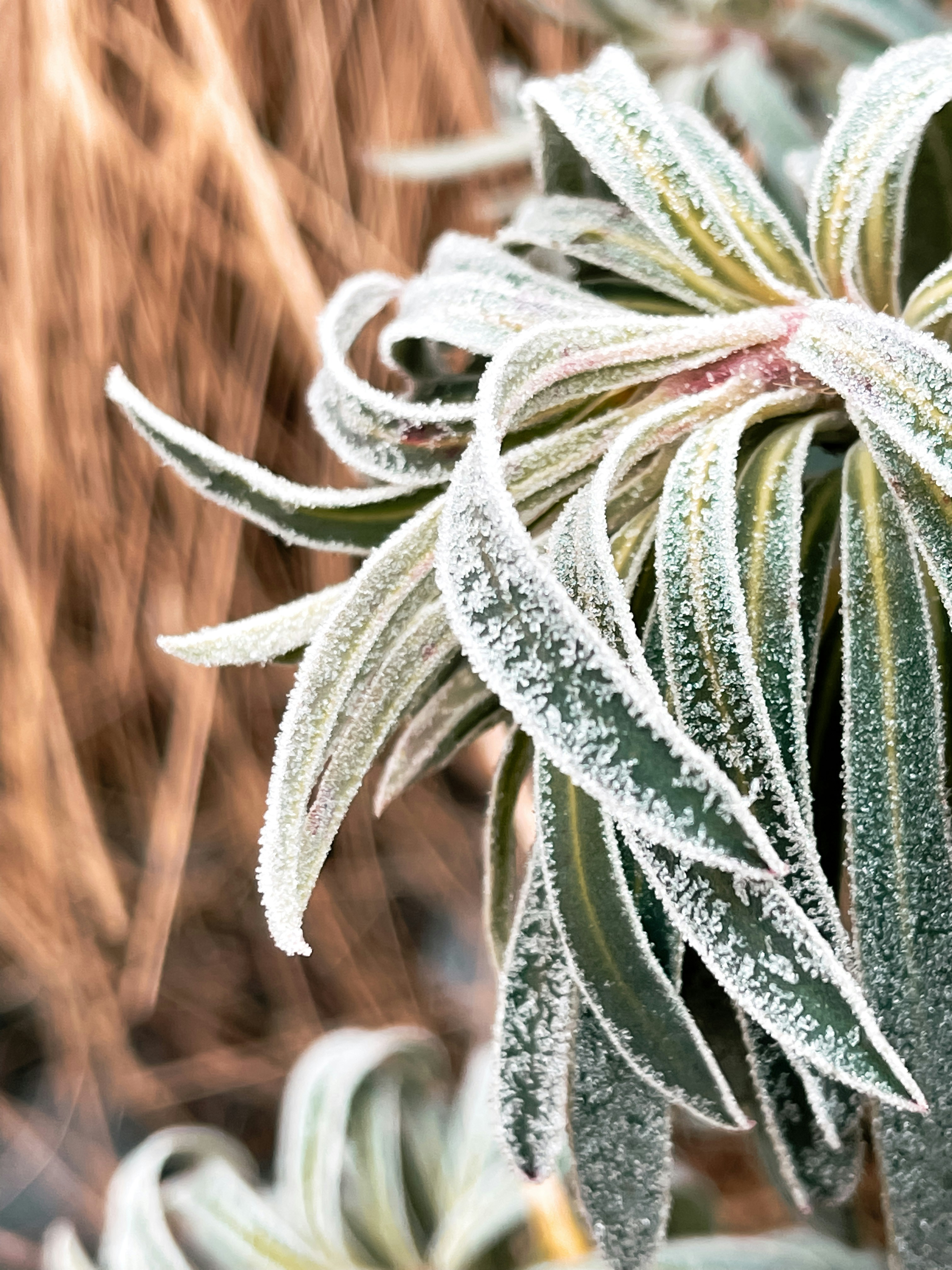 Icebound Rosettes: Frost-etched Leaves in a Silent Morning