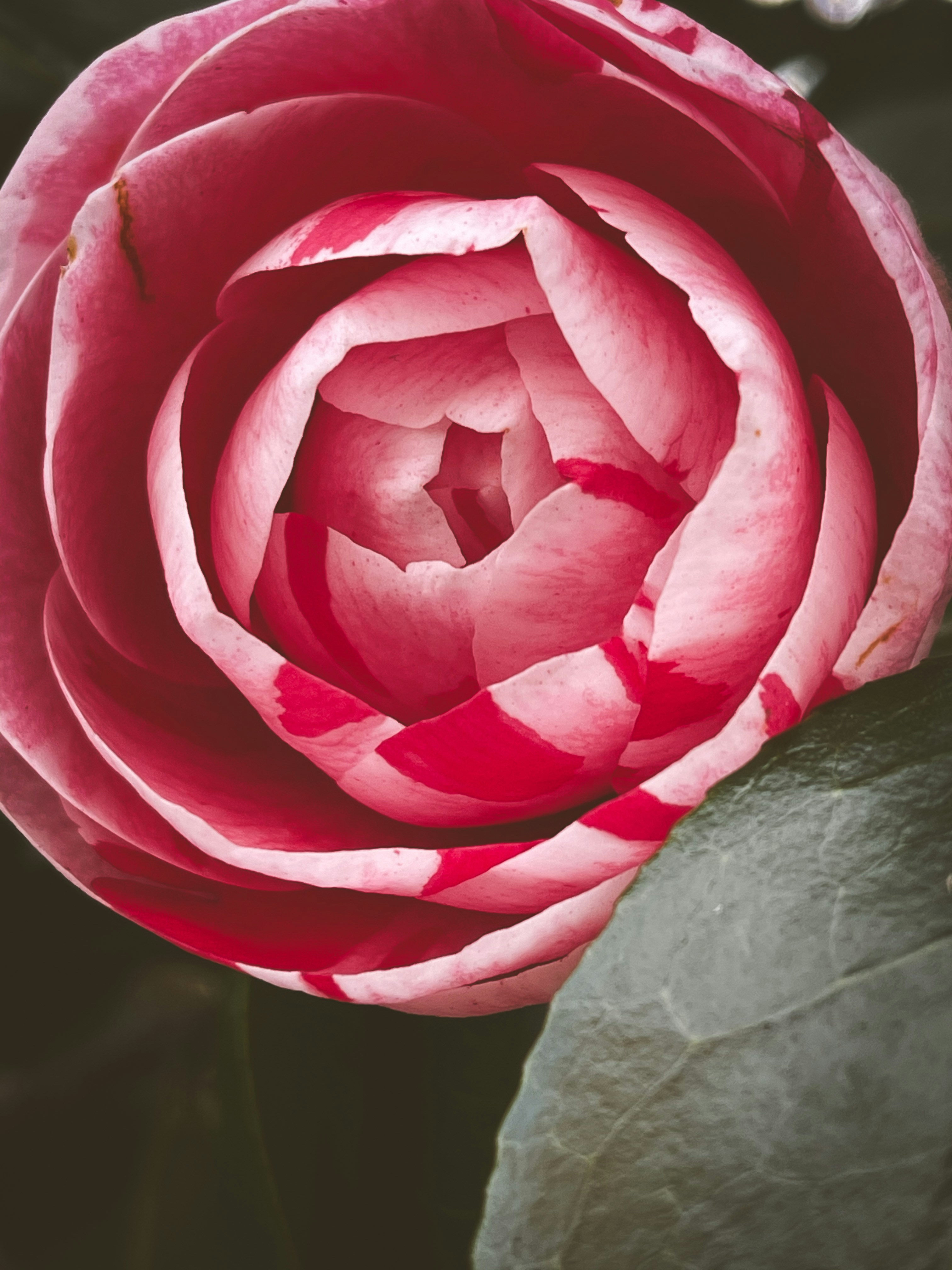 Pink-Edged Rosette: A Macro Portrait of a Double Bloom