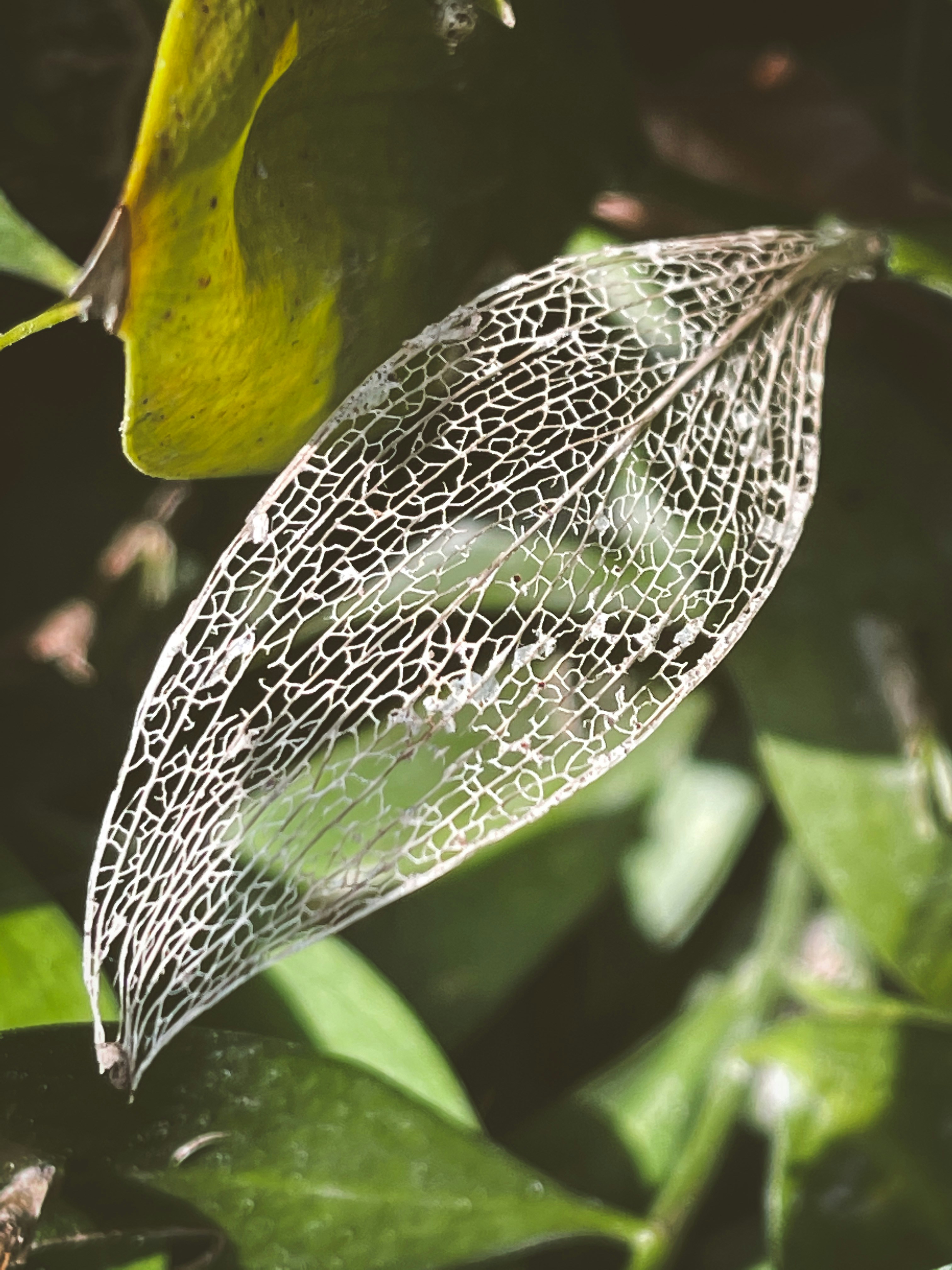 Lace and Veins: A Skeleton Leaf in Focus