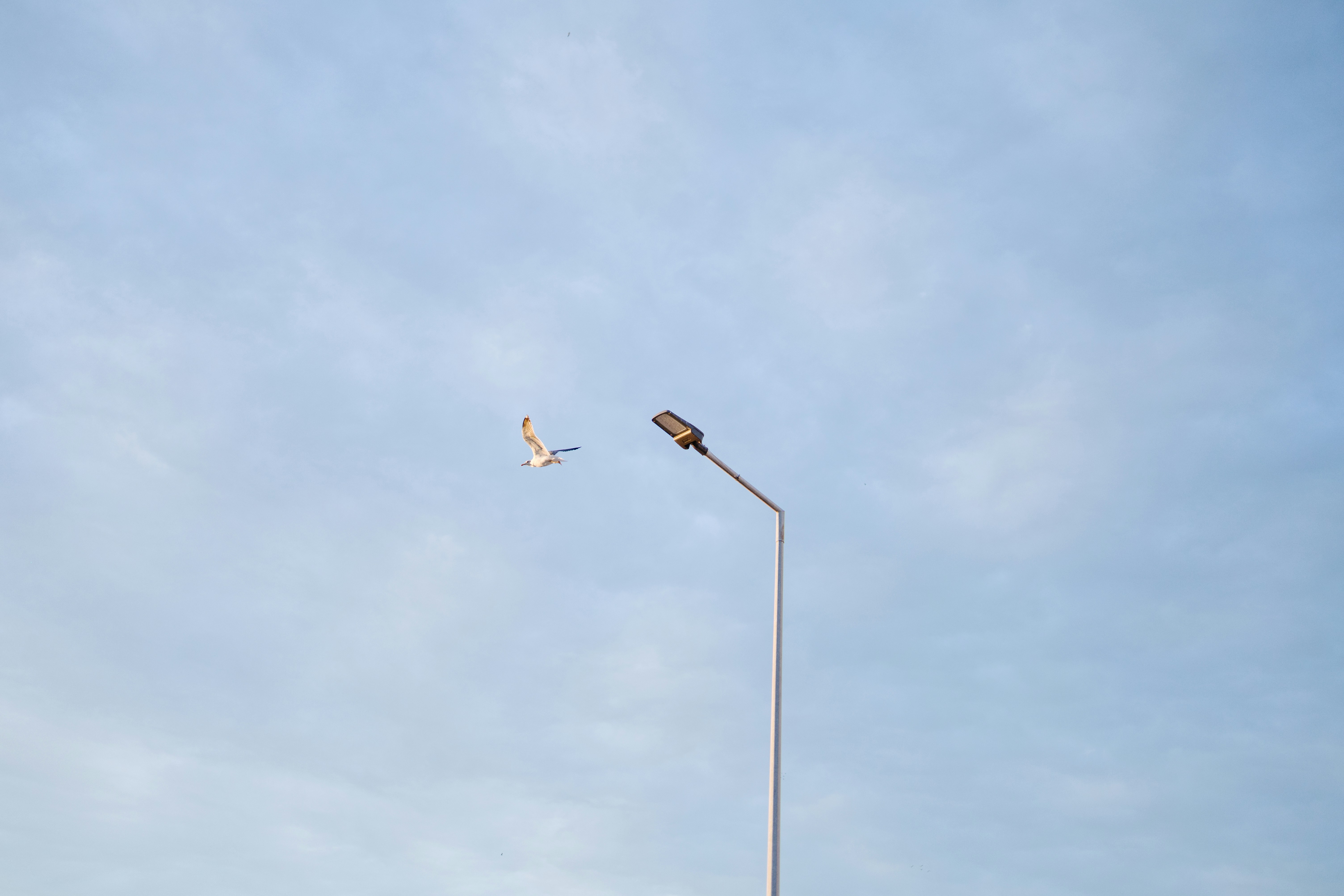 A bird is flying over a street light photo – Free Wallpaper Image on ...